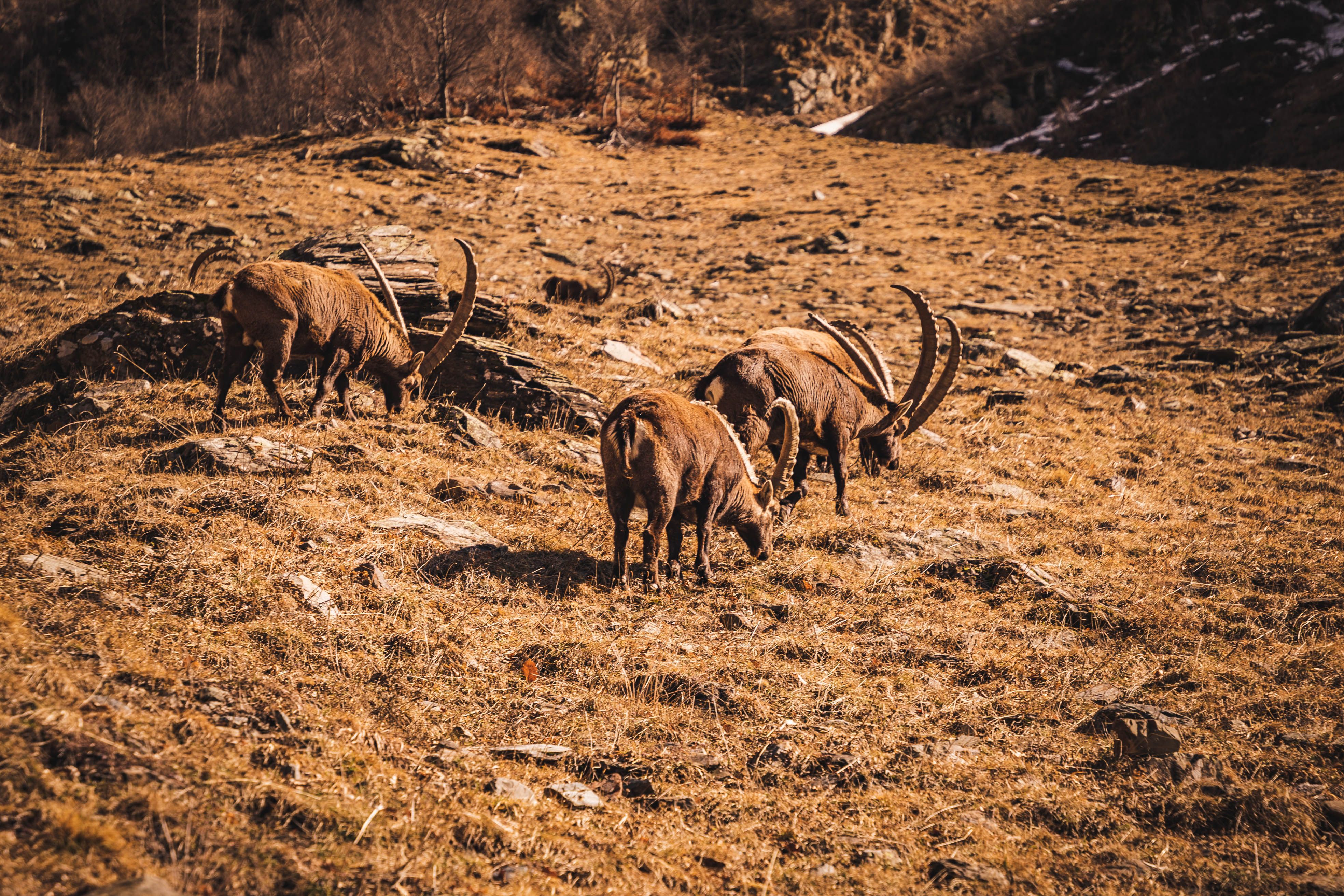 Wild Ibex Grazing in Mountain Landscape · Free Stock Photo