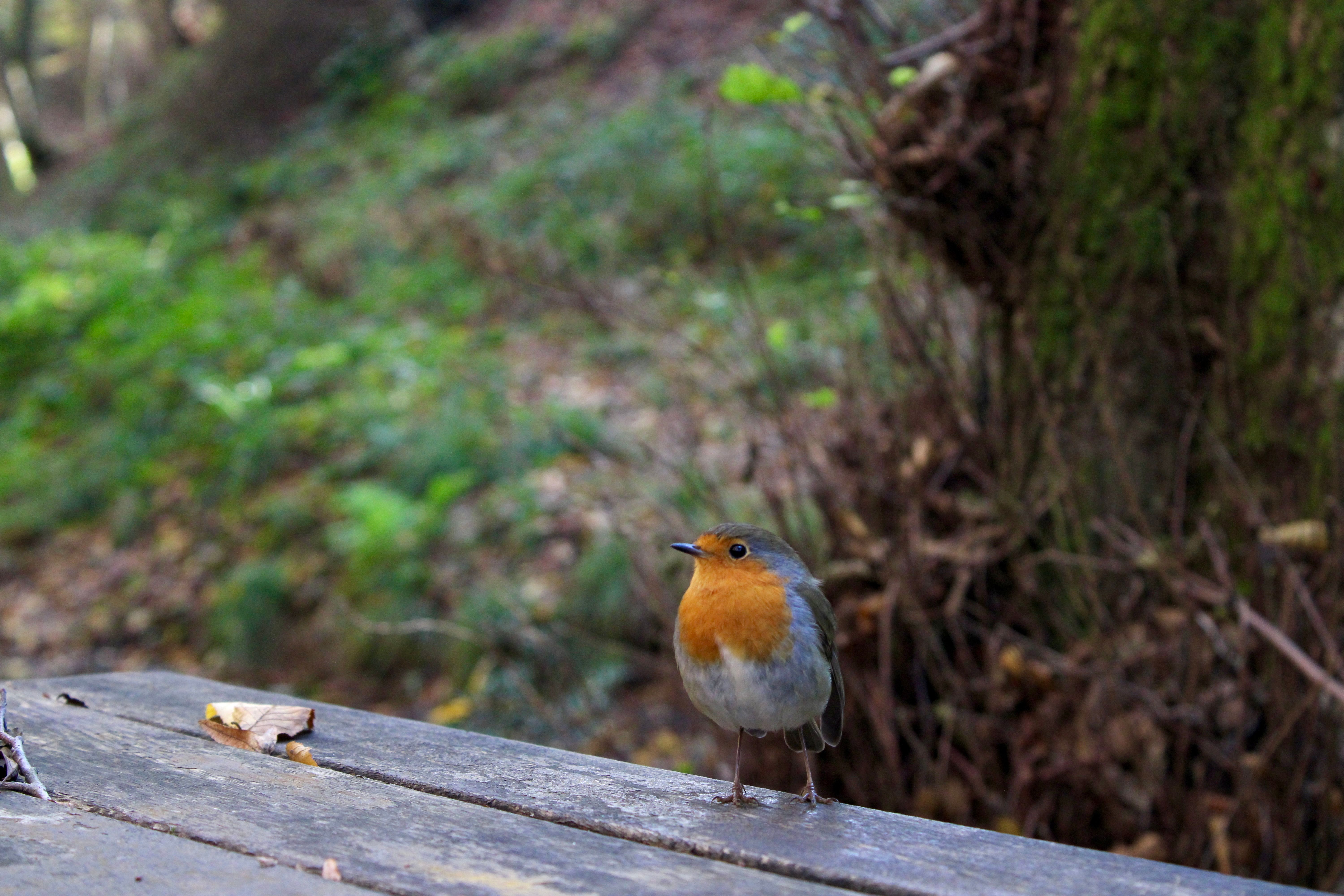 European Robin Posing on Wooden Table in Forest · Free Stock Photo
