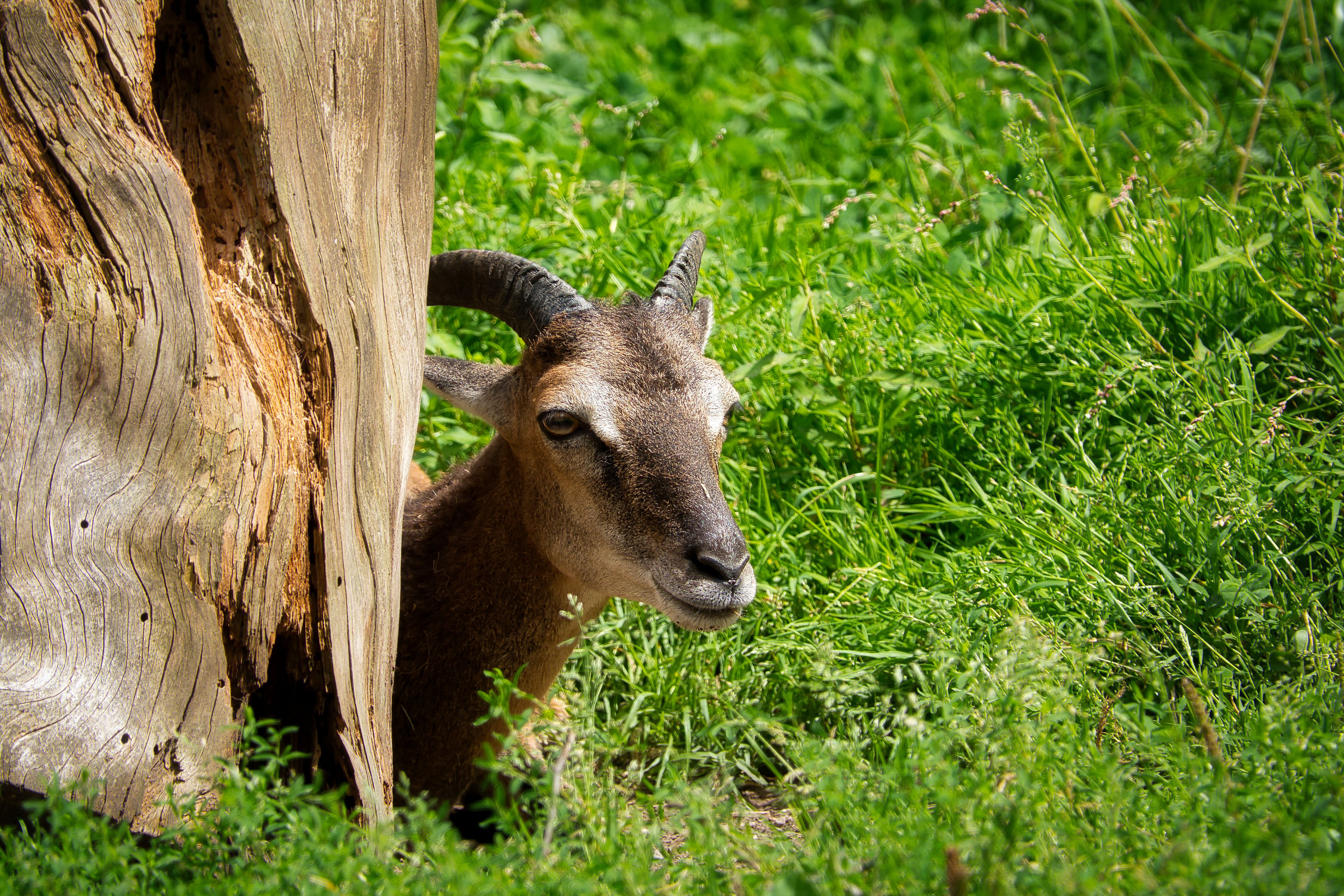 Wild Goat Peeking from Behind Tree in Pforzheim · Free Stock Photo