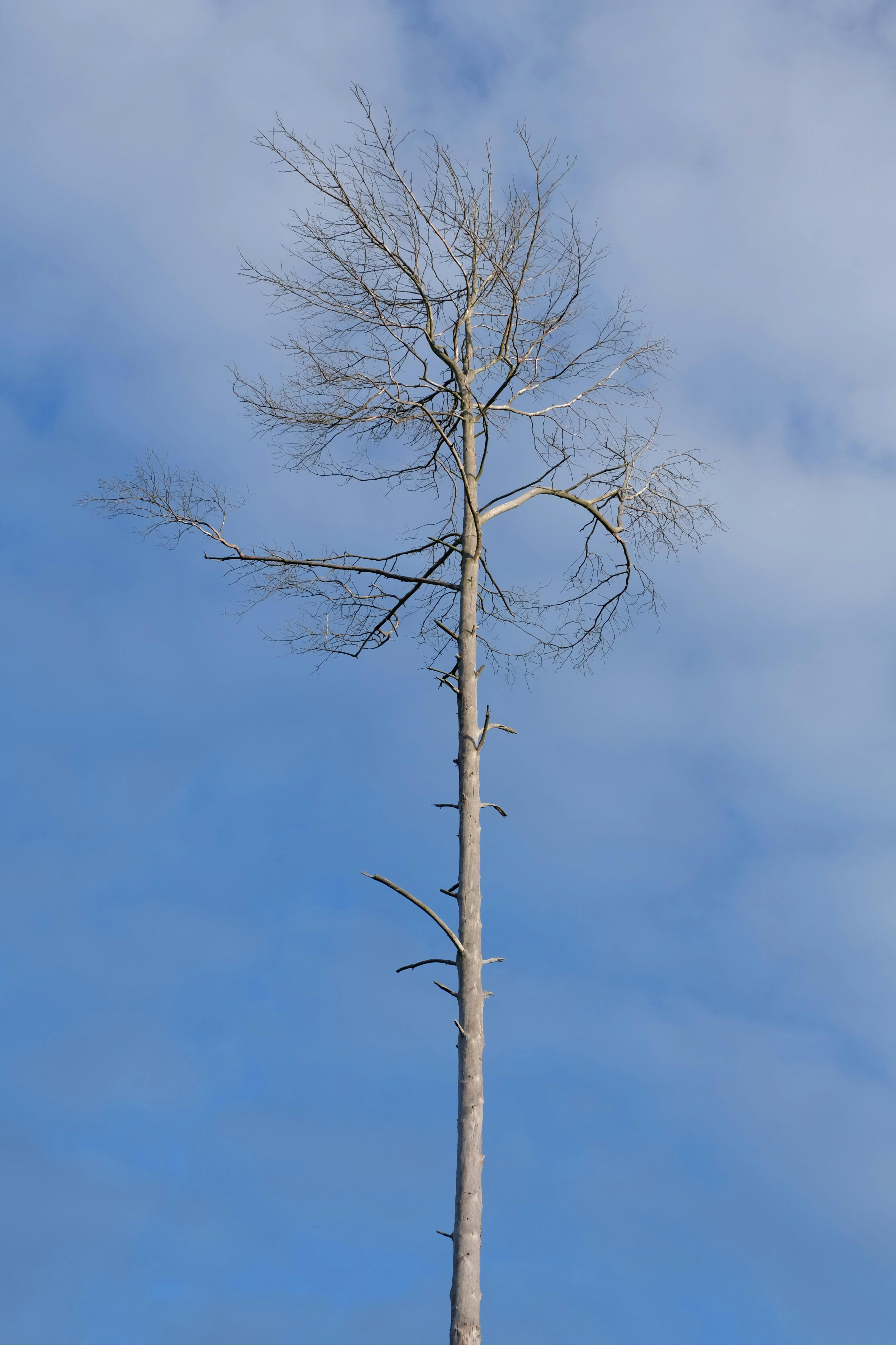 Tall Bare Tree Against Blue Sky · Free Stock Photo