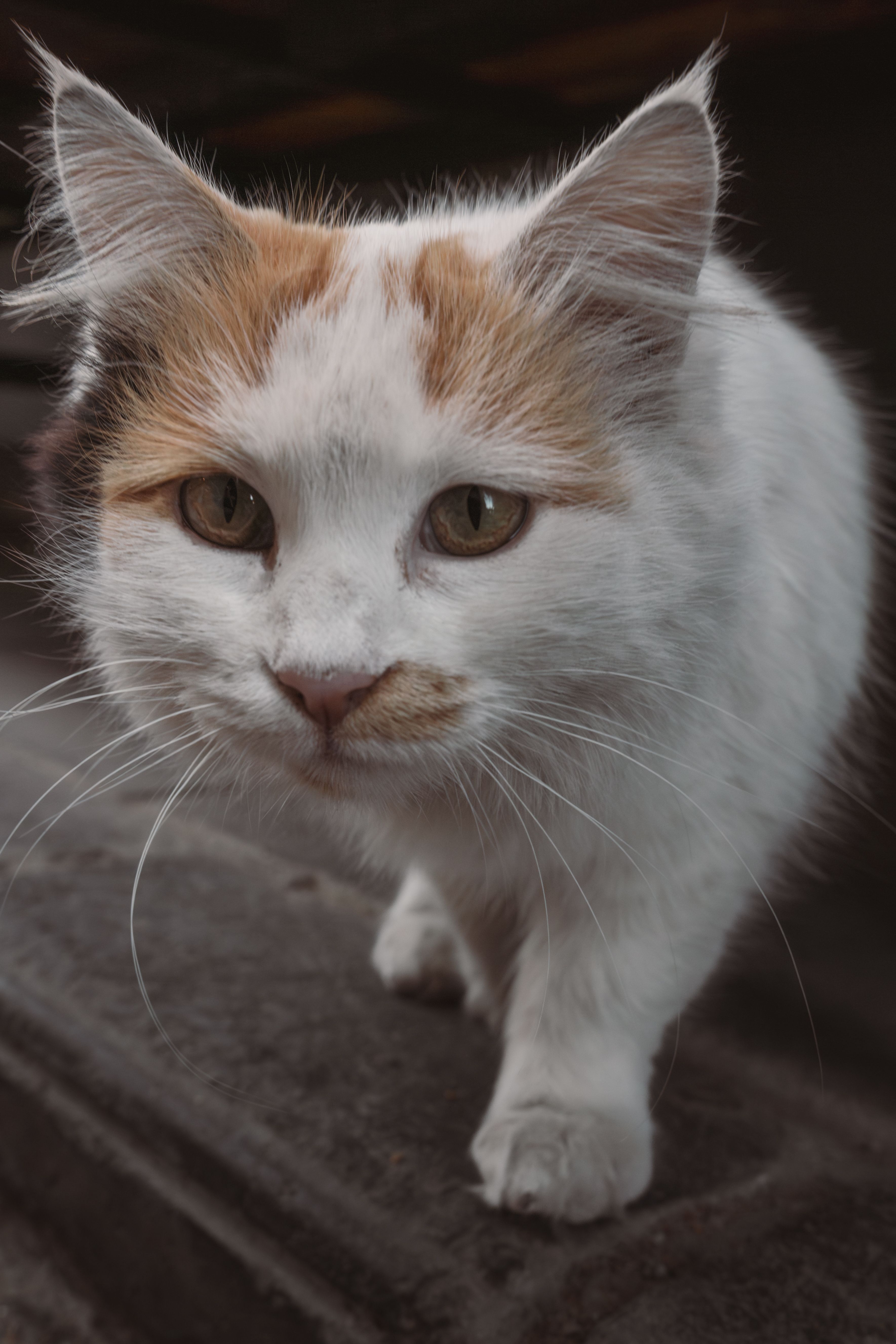 50.000+ Foto Kucing 4k Terbaik · Unduh Gratis 100% · Foto Stok Pexels