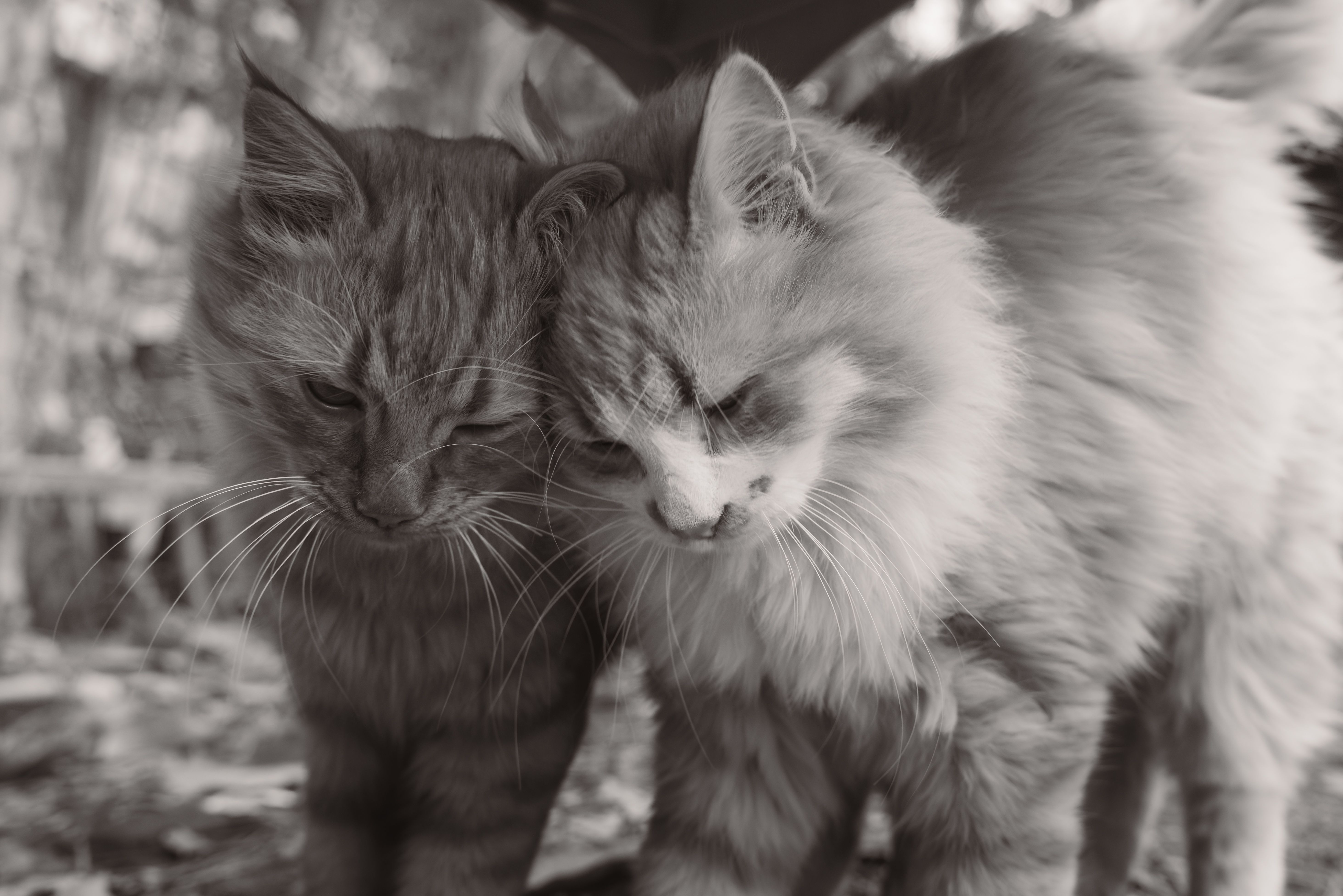 Tender Moment Between Two Fluffy Cats · Free Stock Photo