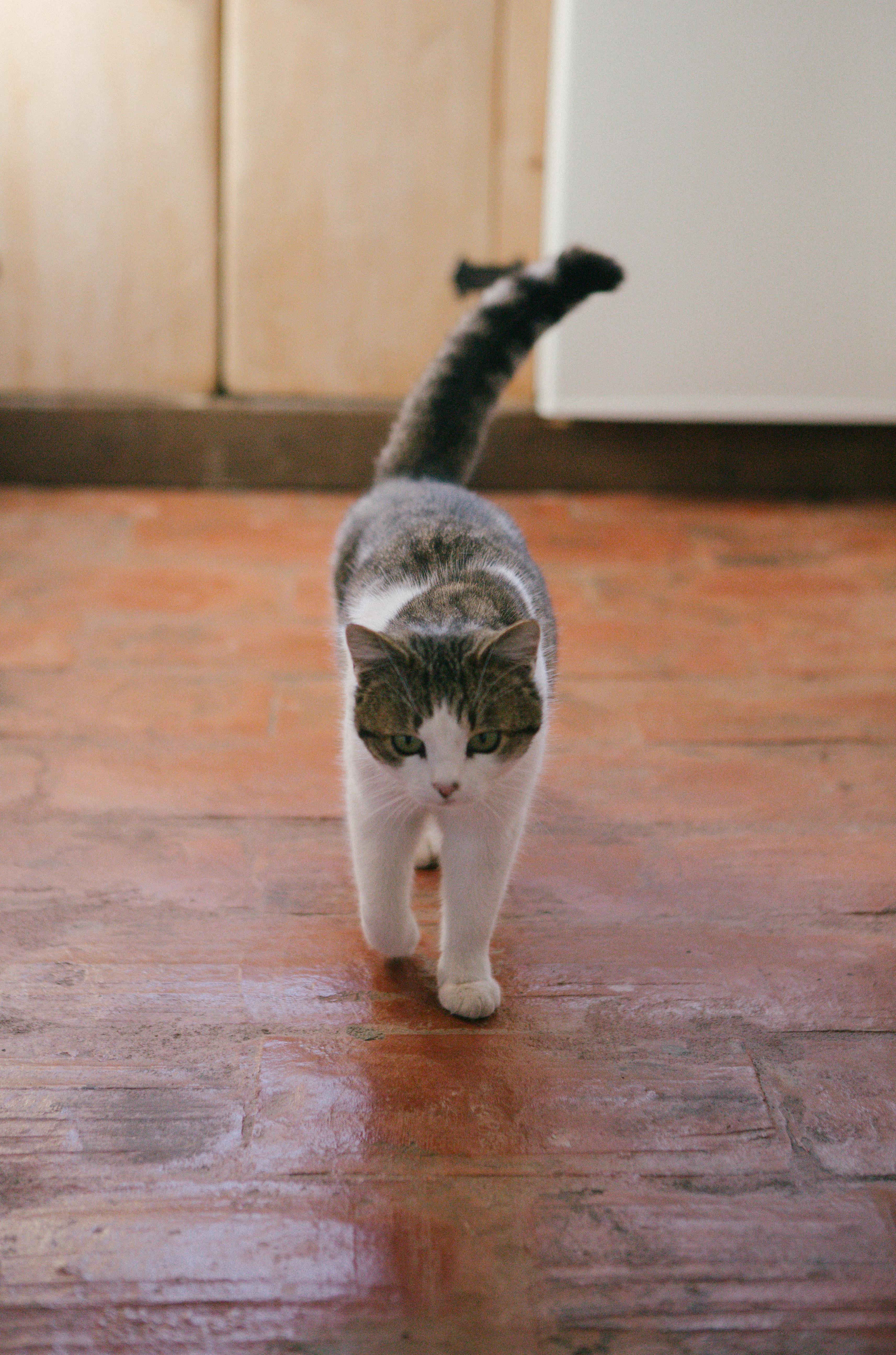 Charming Cat Strolling on Rustic Floor · Free Stock Photo