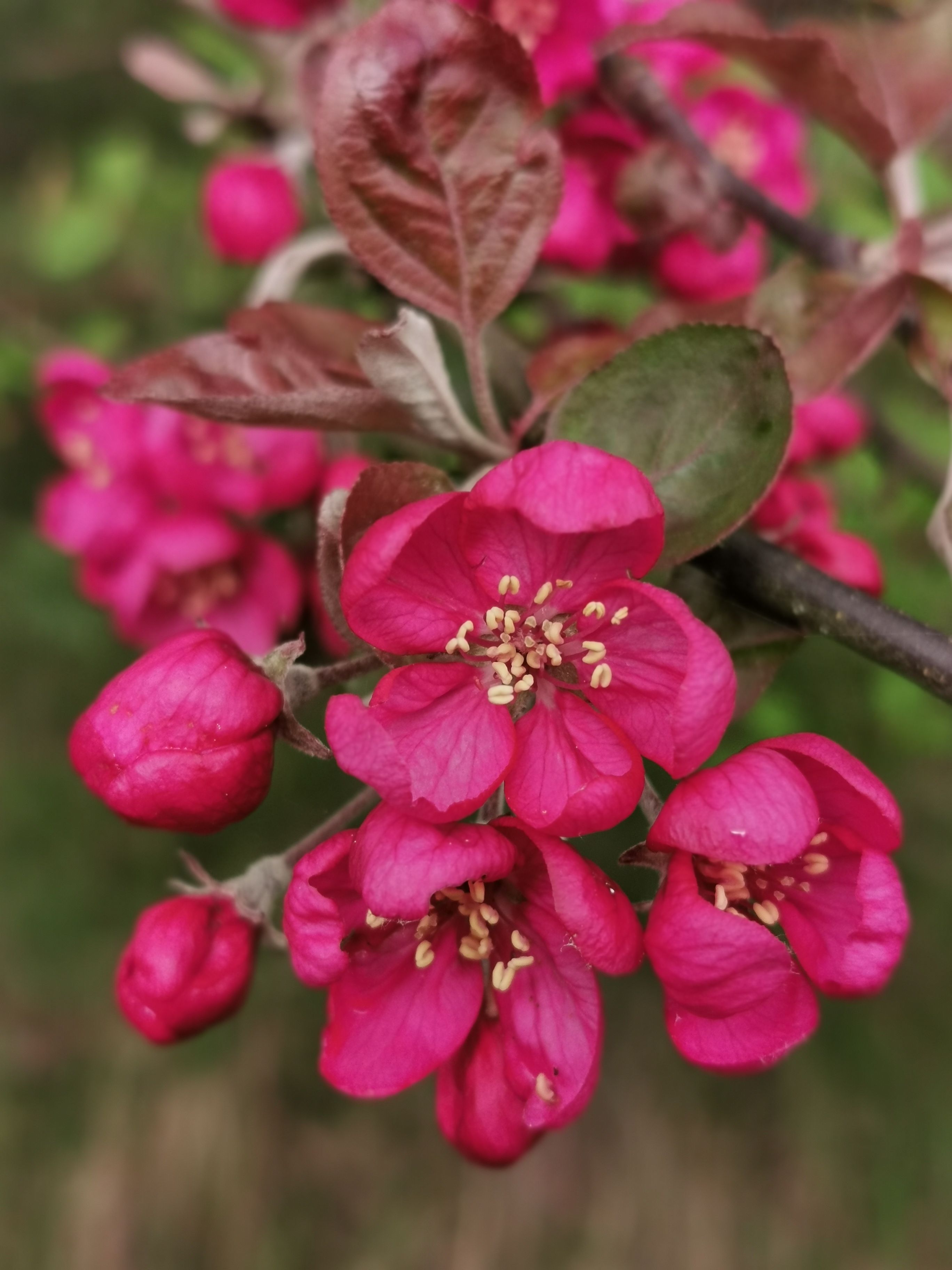 Flores De Manzano De Color Rosa Vibrante En Primavera · Foto de stock ...