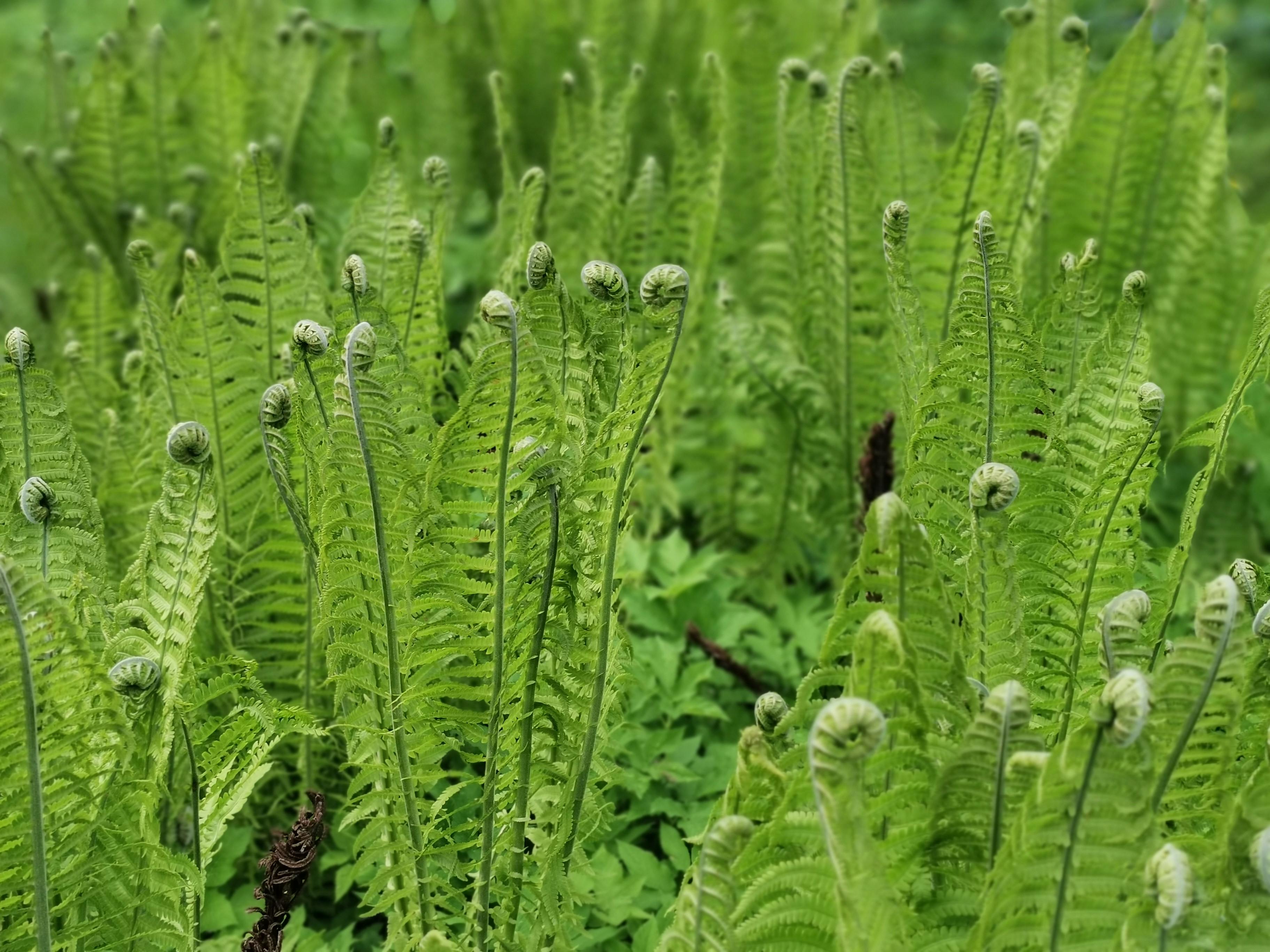 Vibrant Spring Ferns in Full Bloom · Free Stock Photo