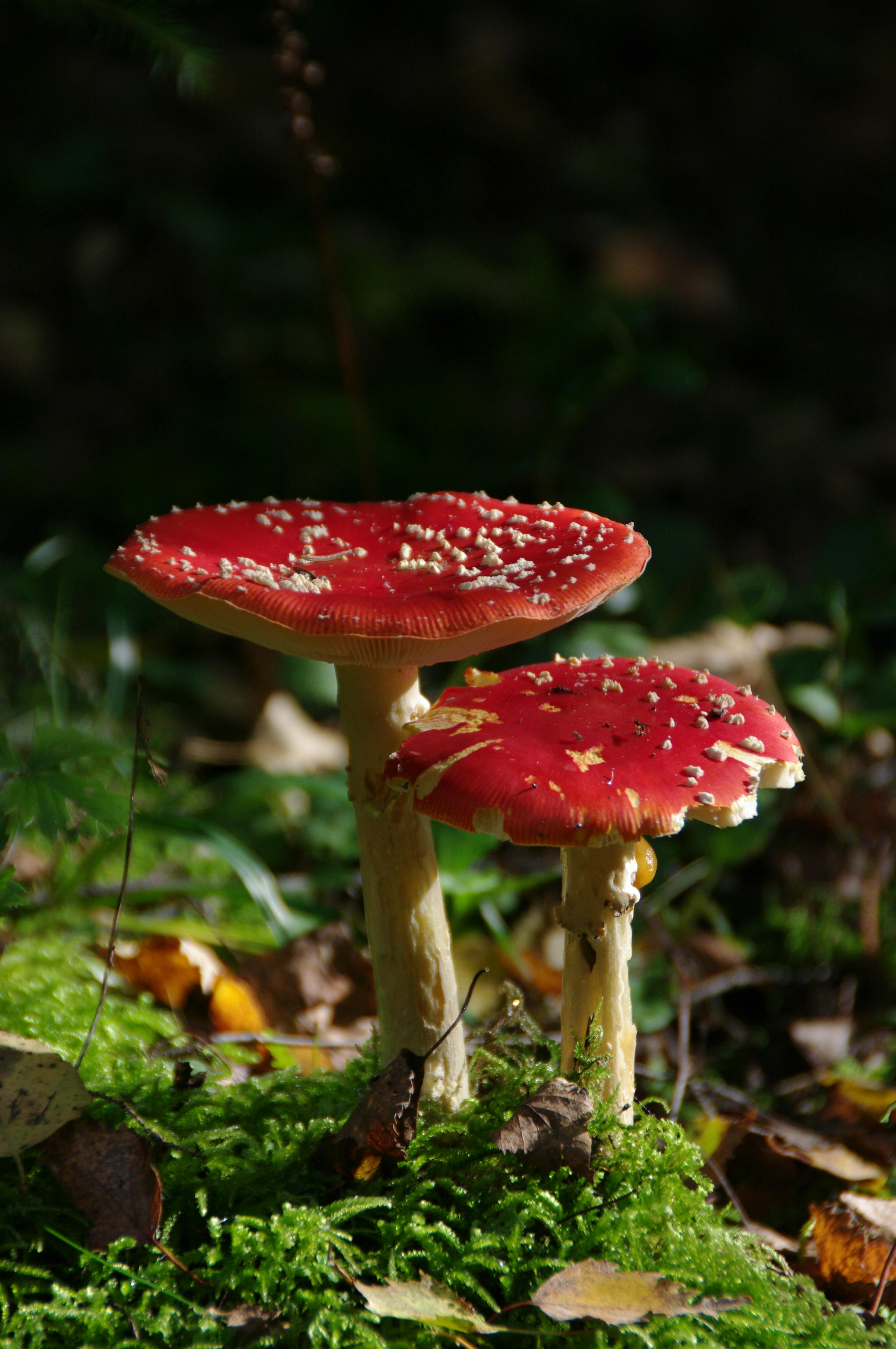 Foto En Primer Plano De Setas Rojas Y Blancas · Foto de stock gratuita