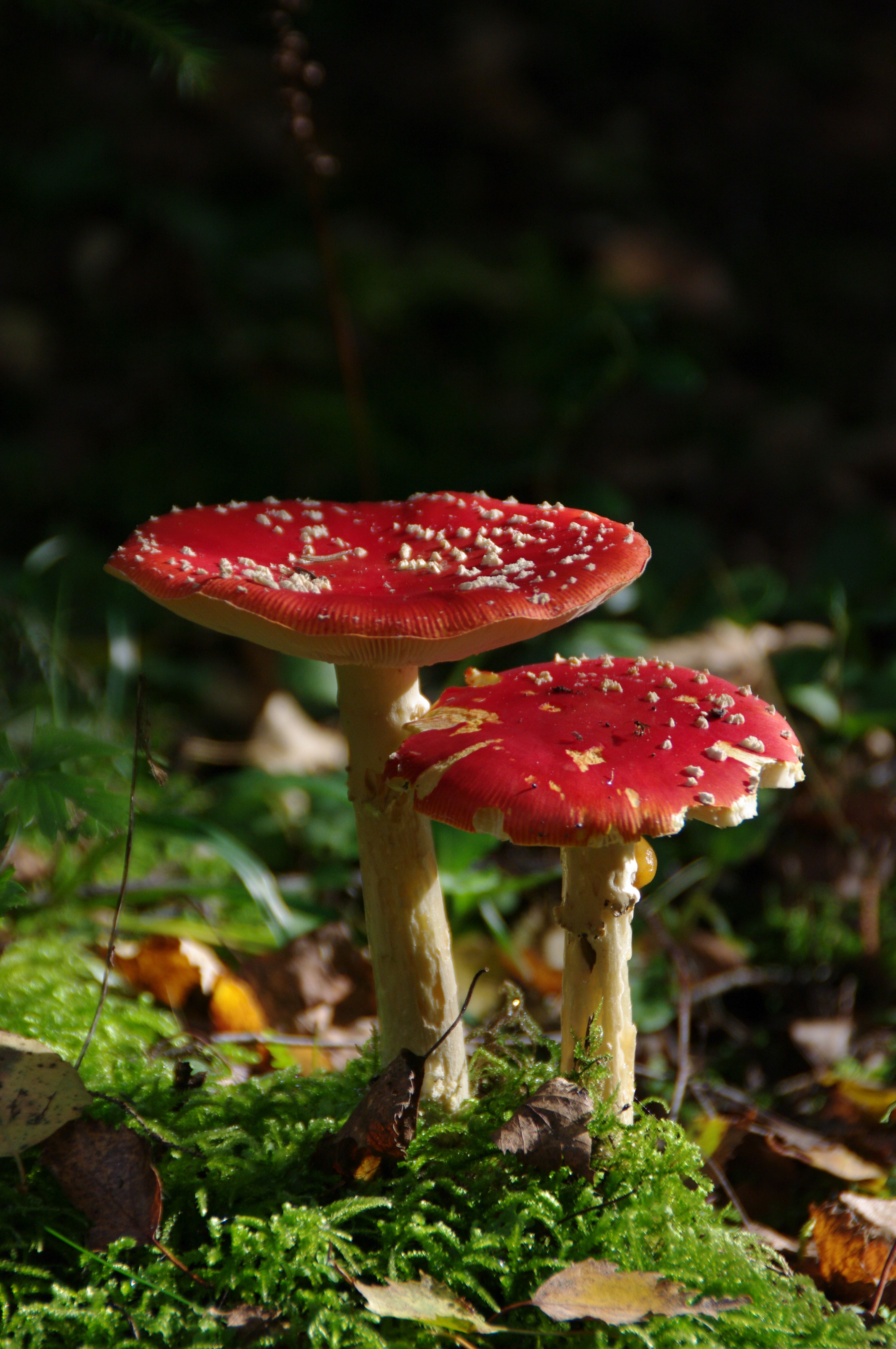 Red Fly Agaric Mushrooms in Forest Setting · Free Stock Photo