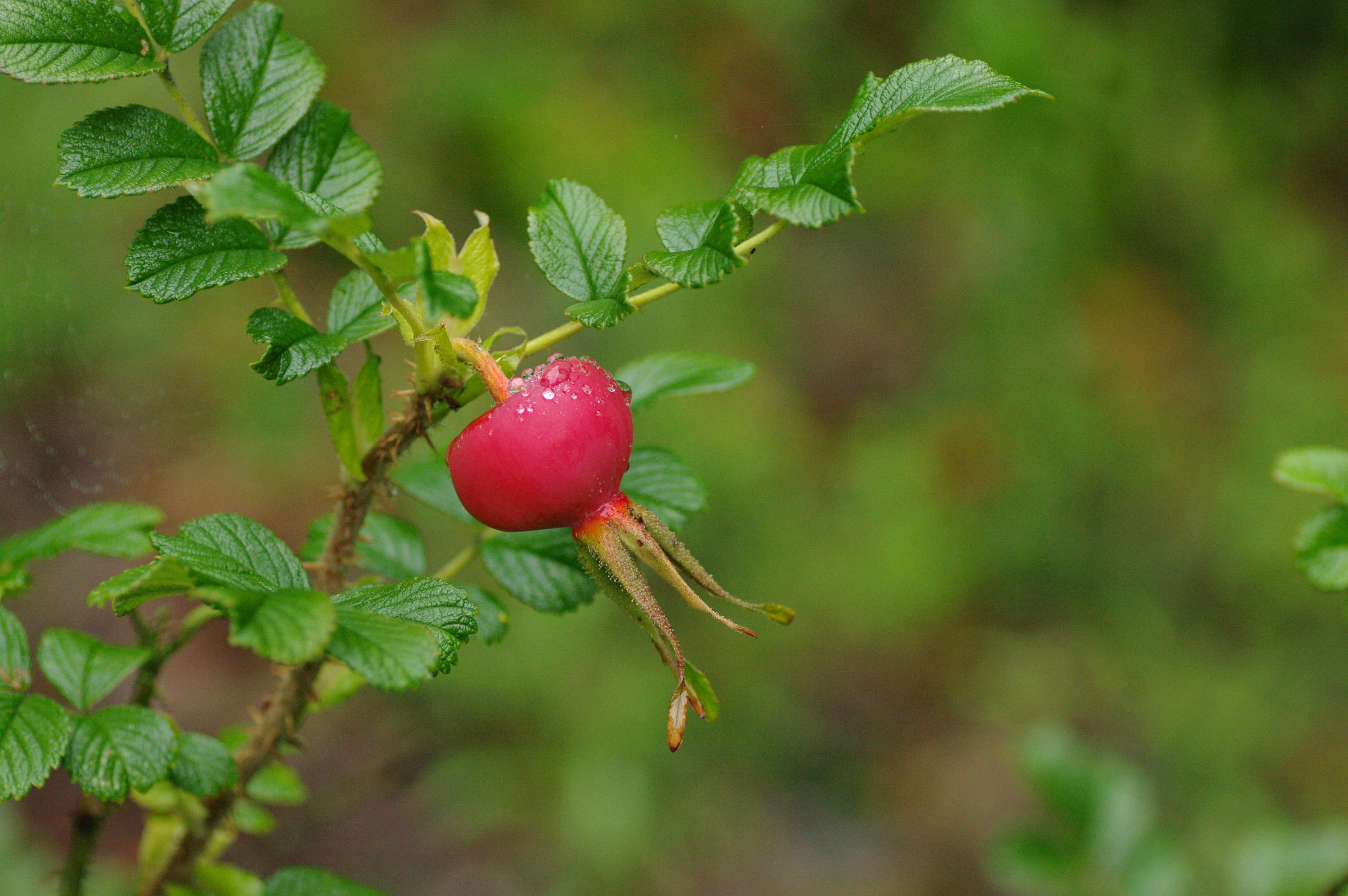 Close-up of Dew-Kissed Rose Hip on Branch · Free Stock Photo