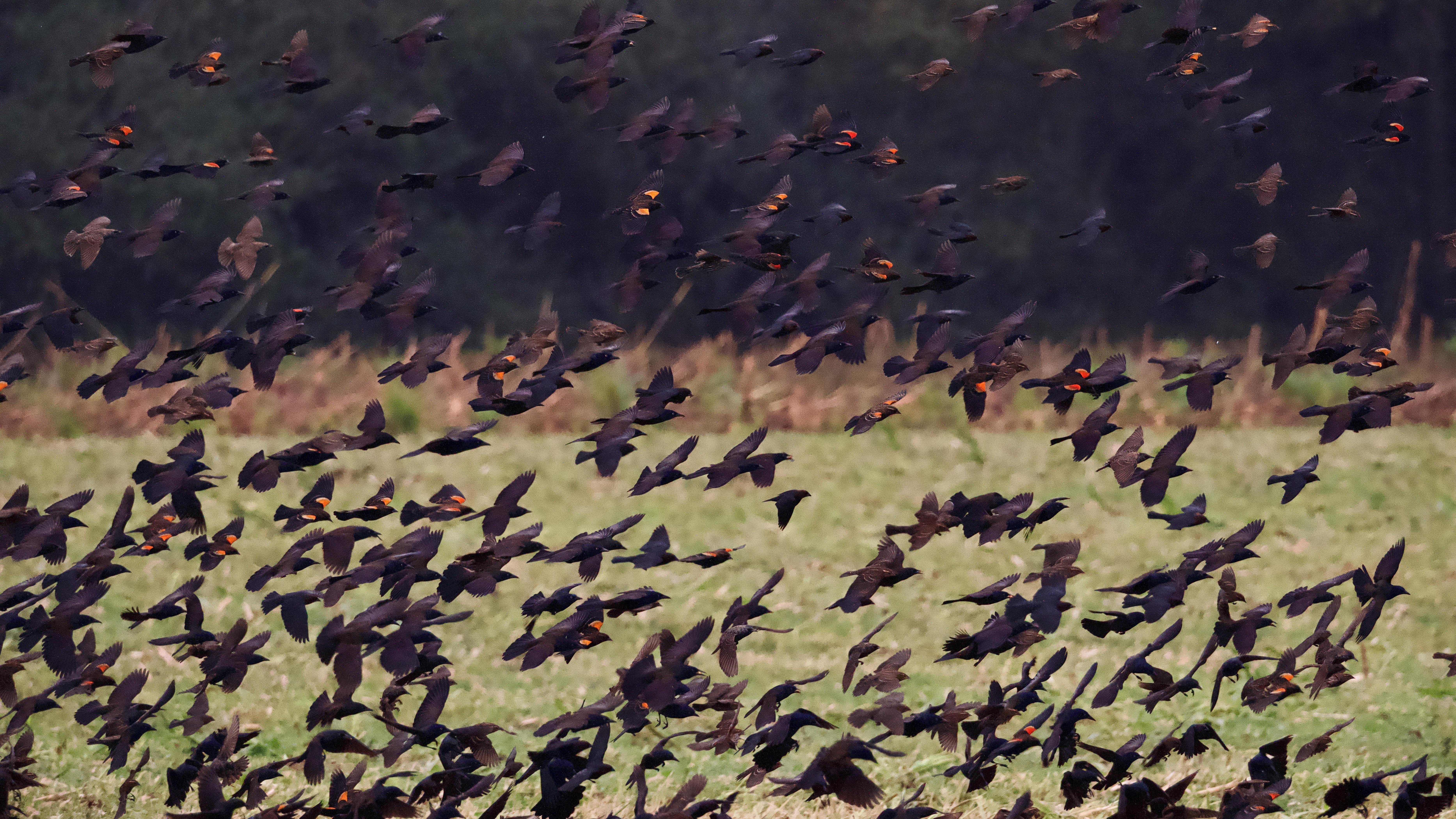 Flock of Red-winged Blackbirds in Flight over Field · Free Stock Photo