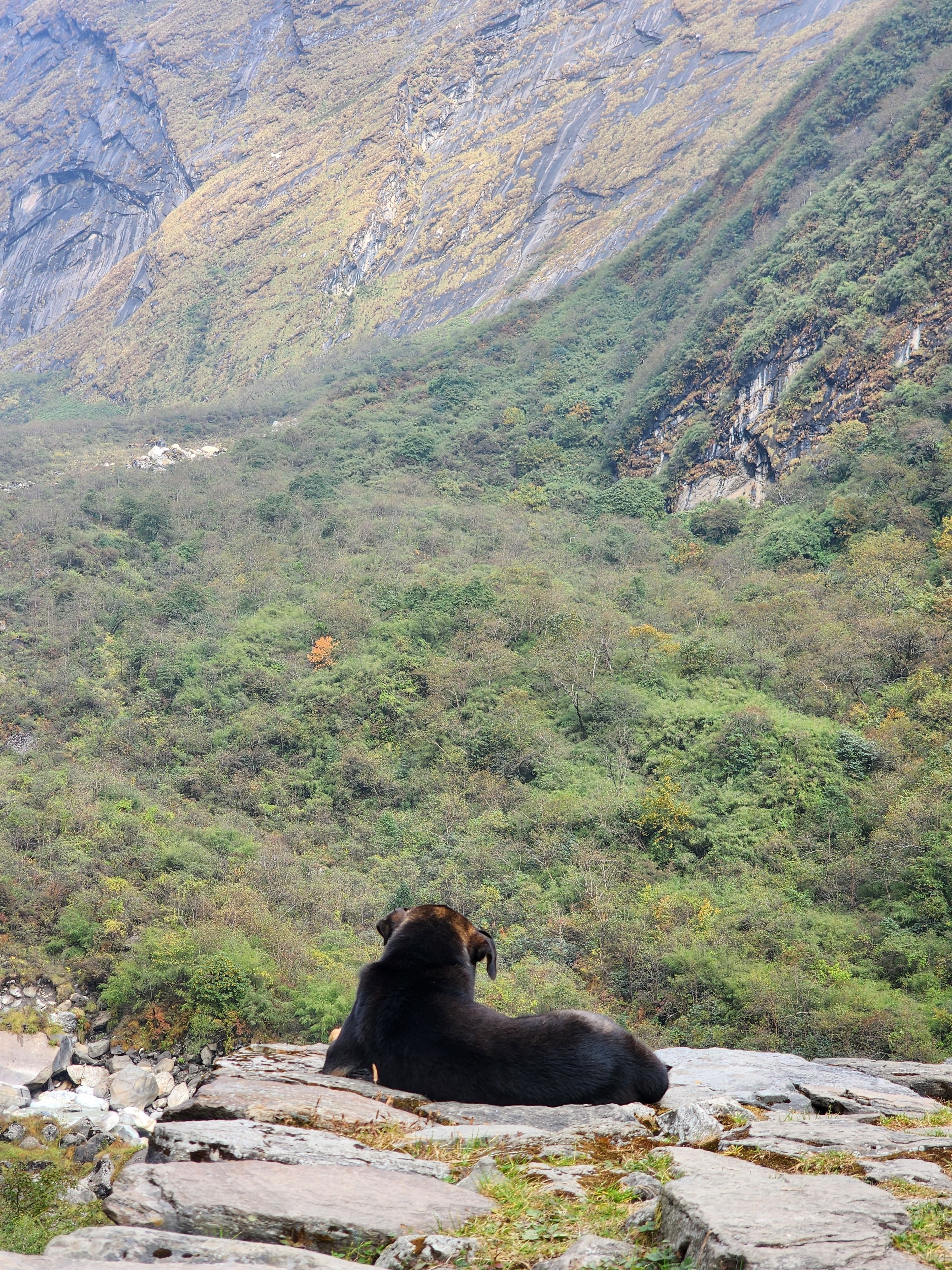 Dog Relaxing in Mountain Landscape · Free Stock Photo
