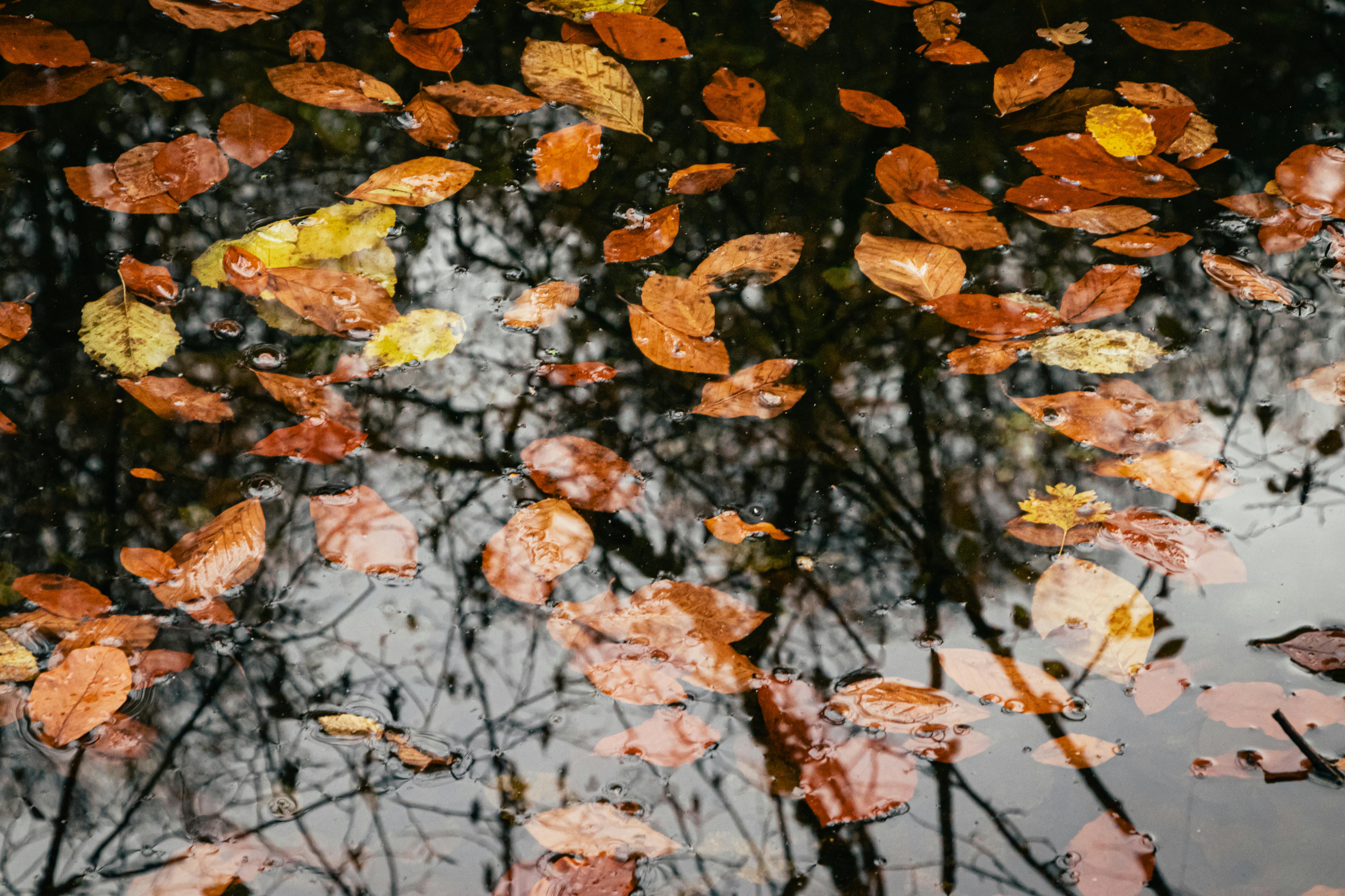 Leaf Floating On Water Photos, Download The BEST Free Leaf Floating On ...