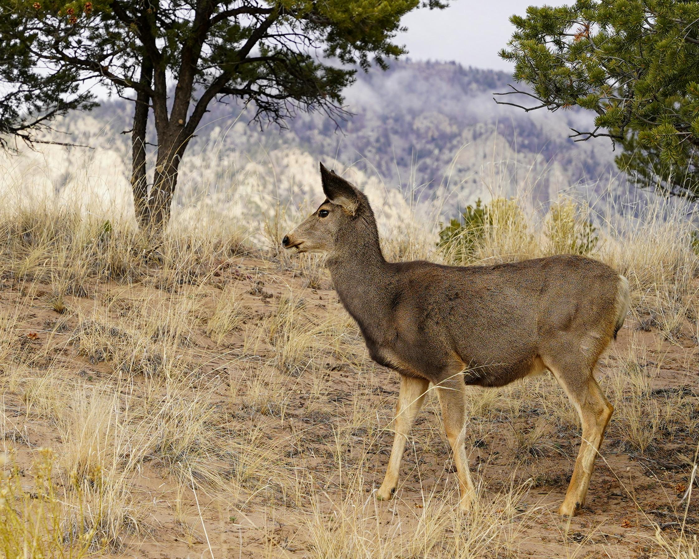 Mule Deer in Natural Habitat Landscape · Free Stock Photo