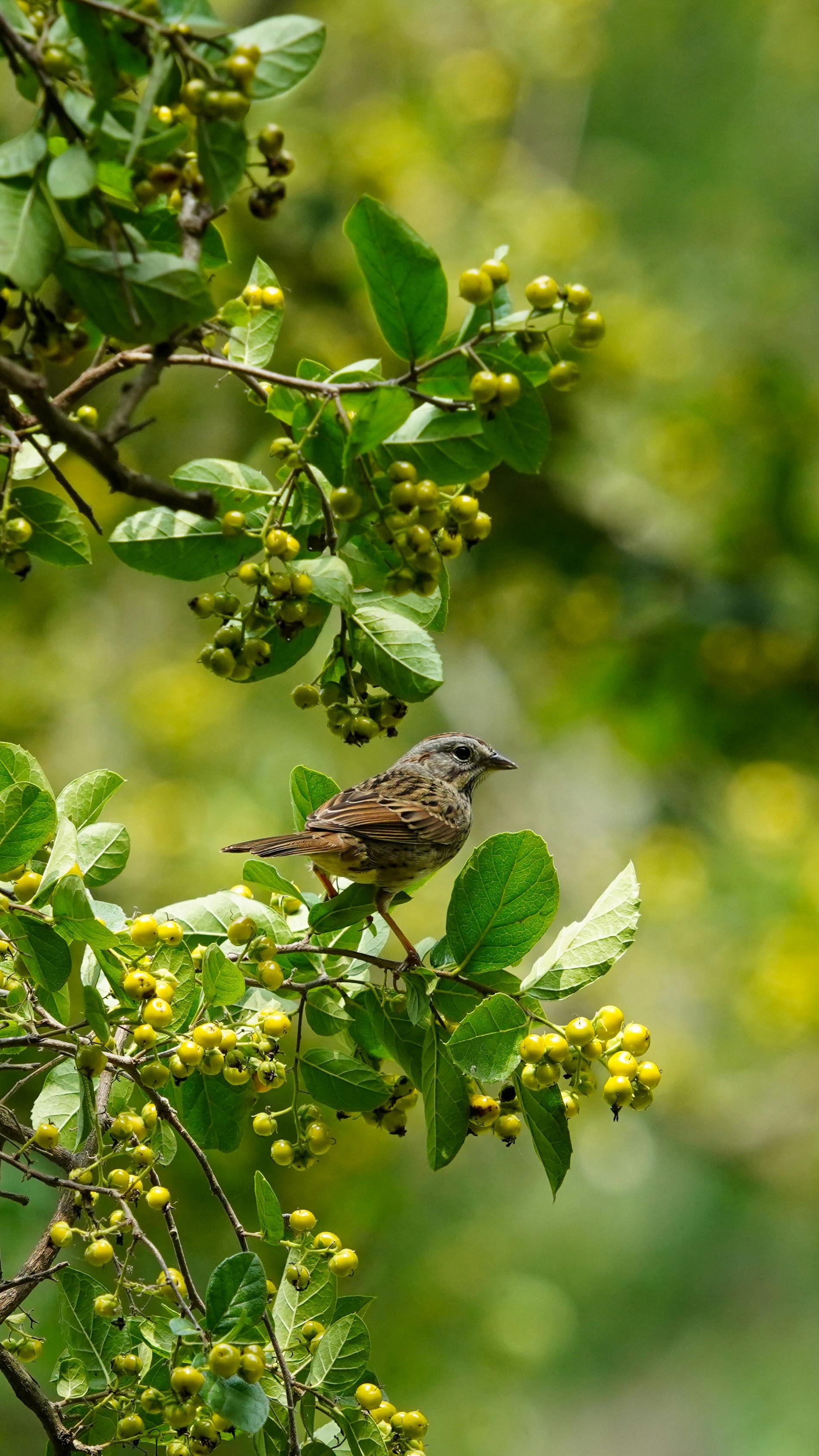 Sparrow on Green Berry Tree Branch in Nature · Free Stock Photo