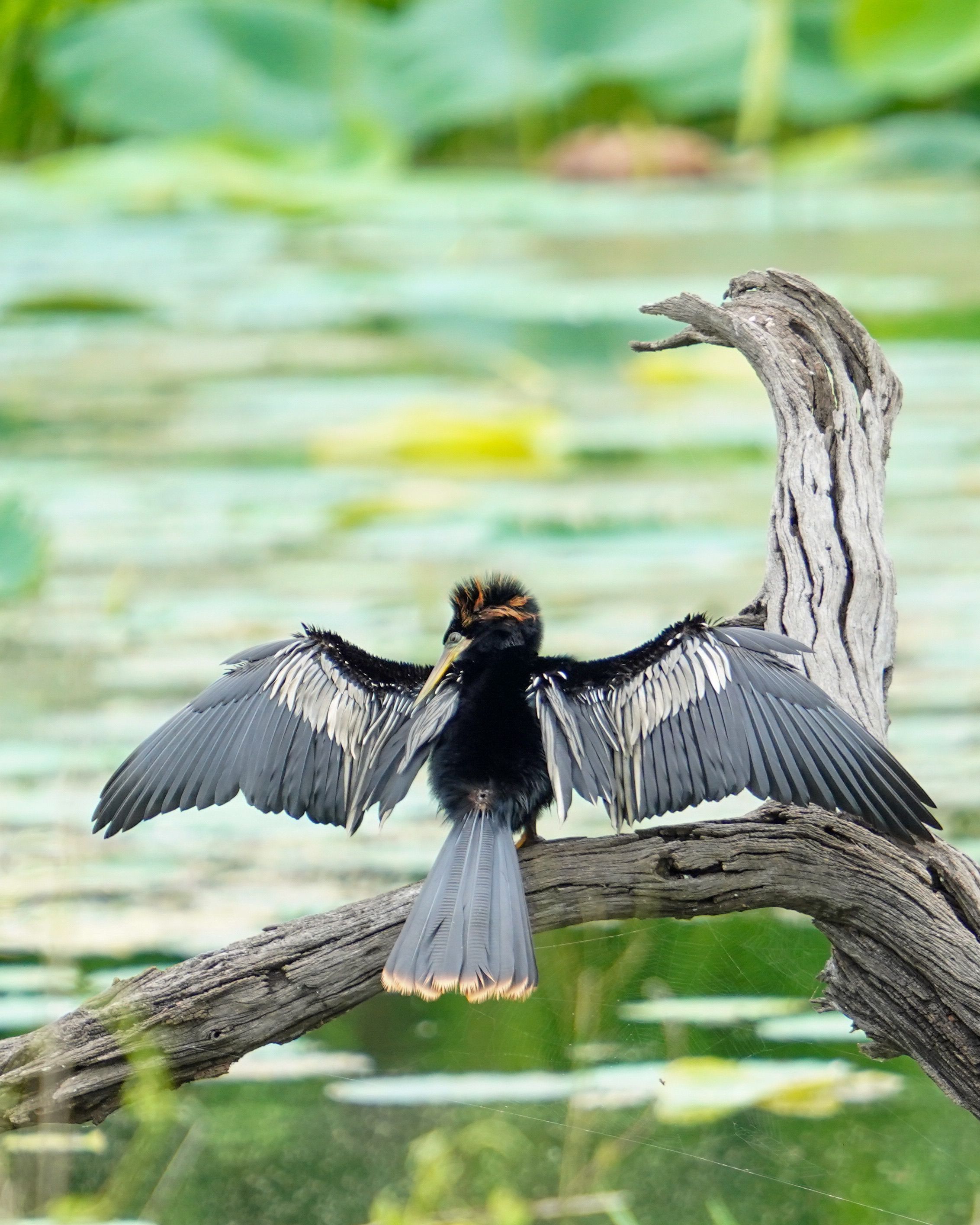Anhinga Bird Drying Wings in Natural Habitat · Free Stock Photo