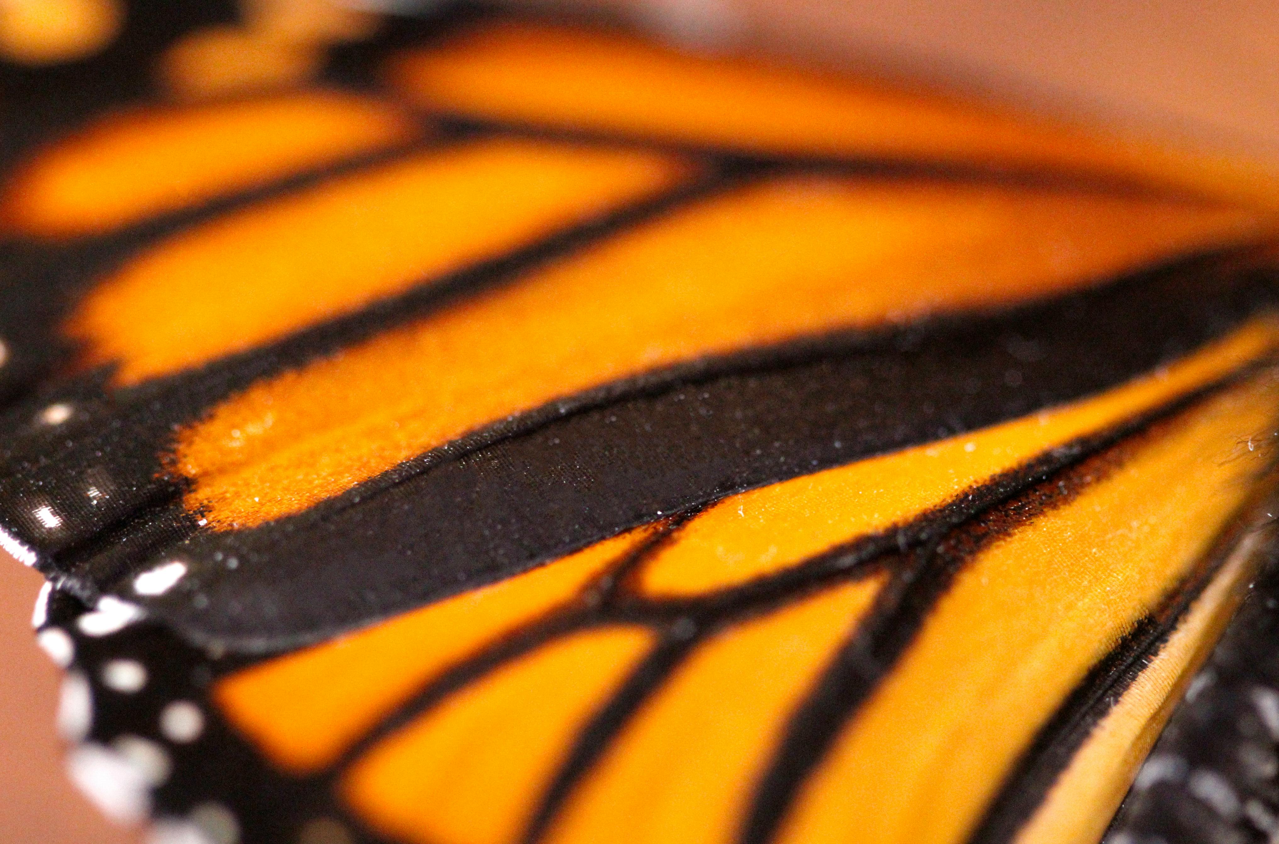 Primer Plano Del Ala De Una Mariposa Monarca · Foto de stock gratuita