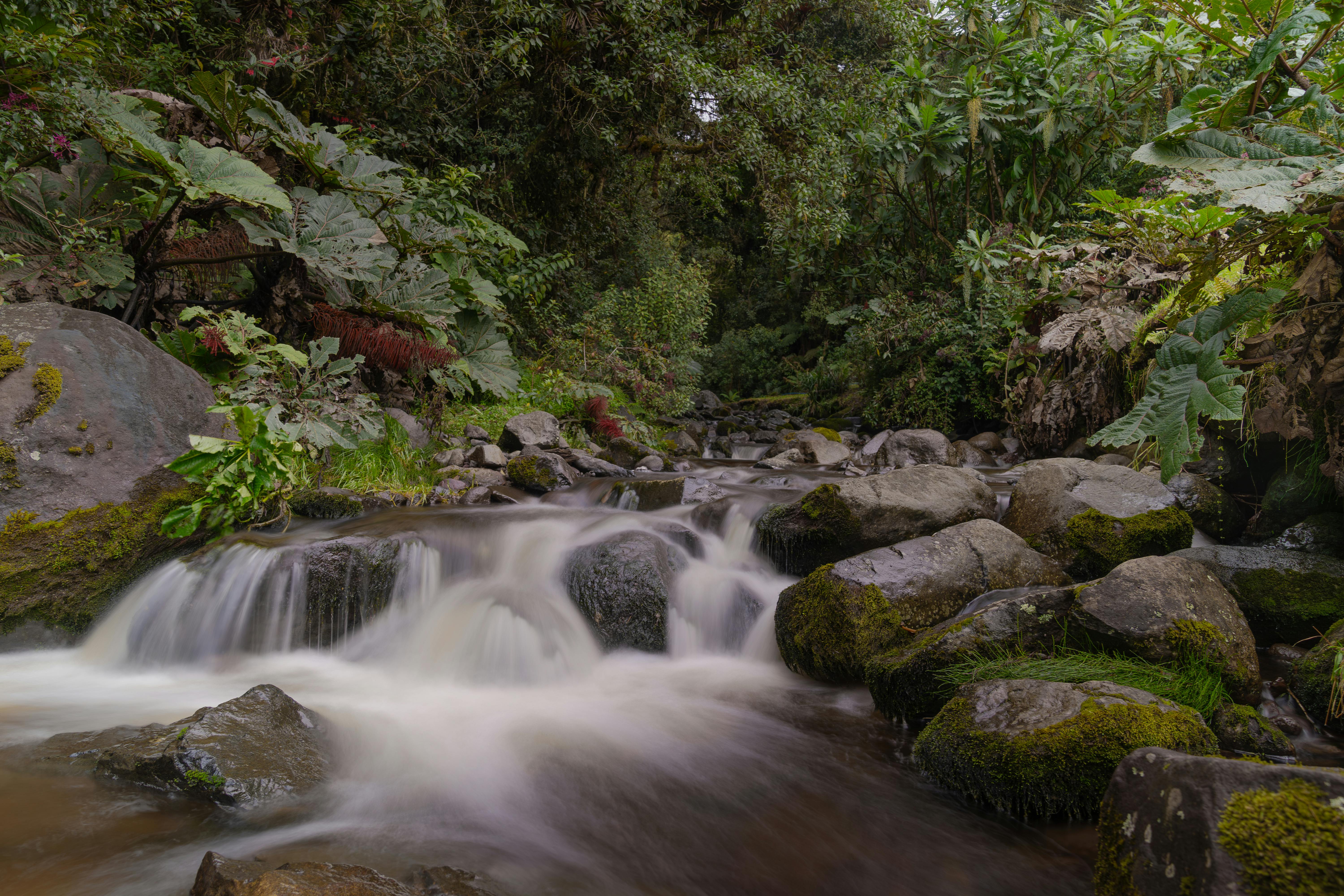 Río Sereno En La Exuberante Vegetación De El Tejar · Foto de stock gratuita
