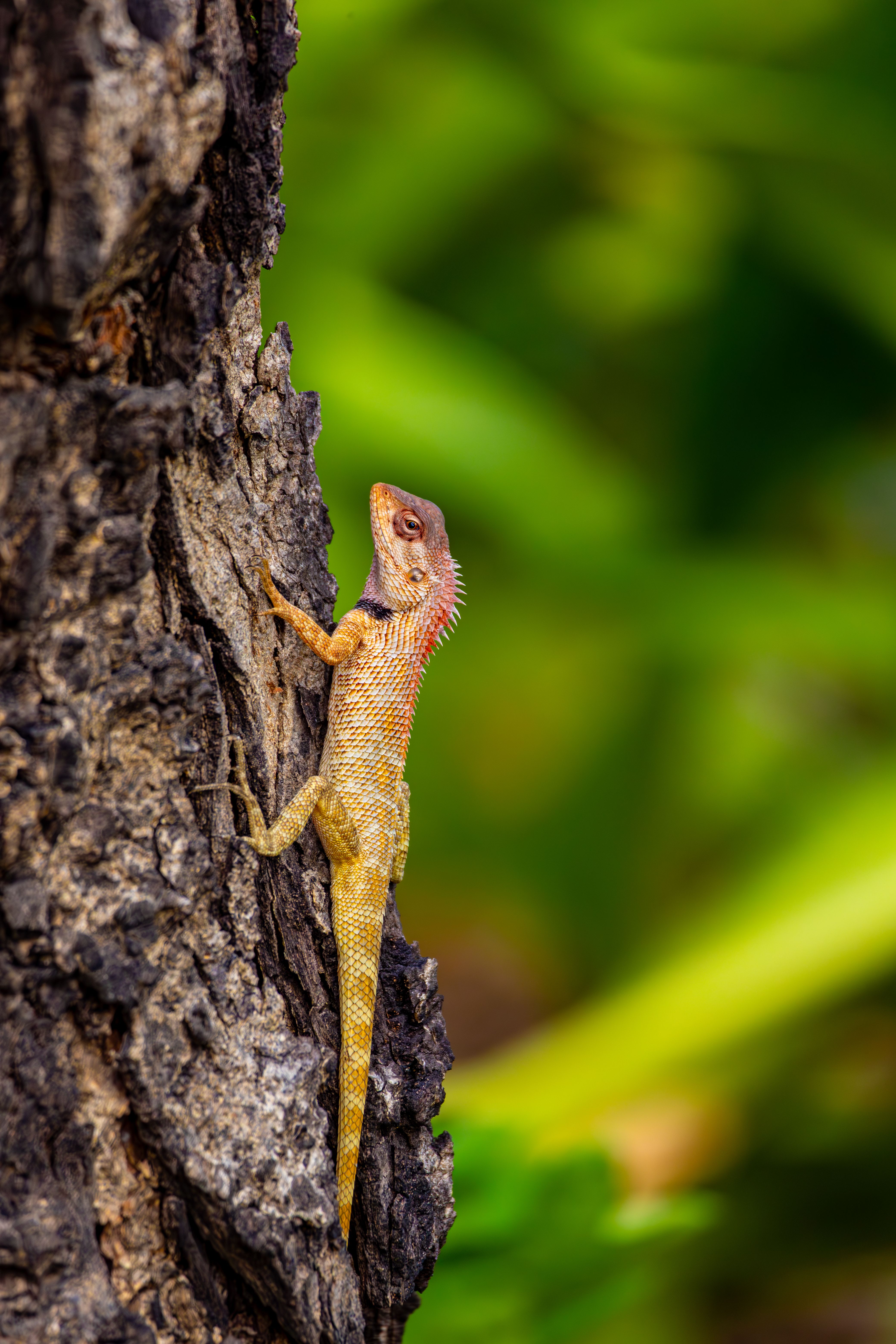 Chameleon Spy Photos, Download The BEST Free Chameleon Spy Stock Photos ...