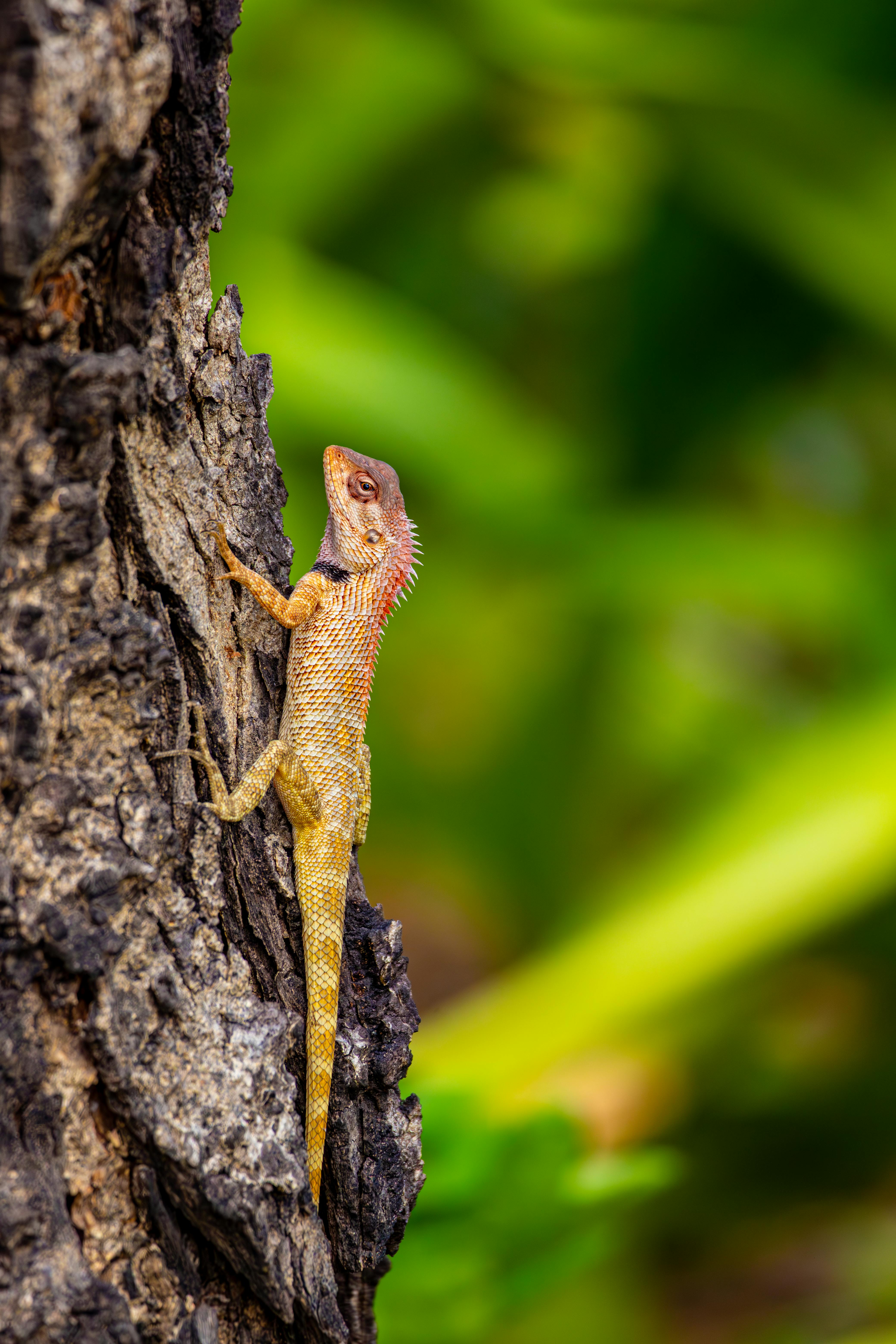 Lizards Of Asia Photos, Download The BEST Free Lizards Of Asia Stock ...