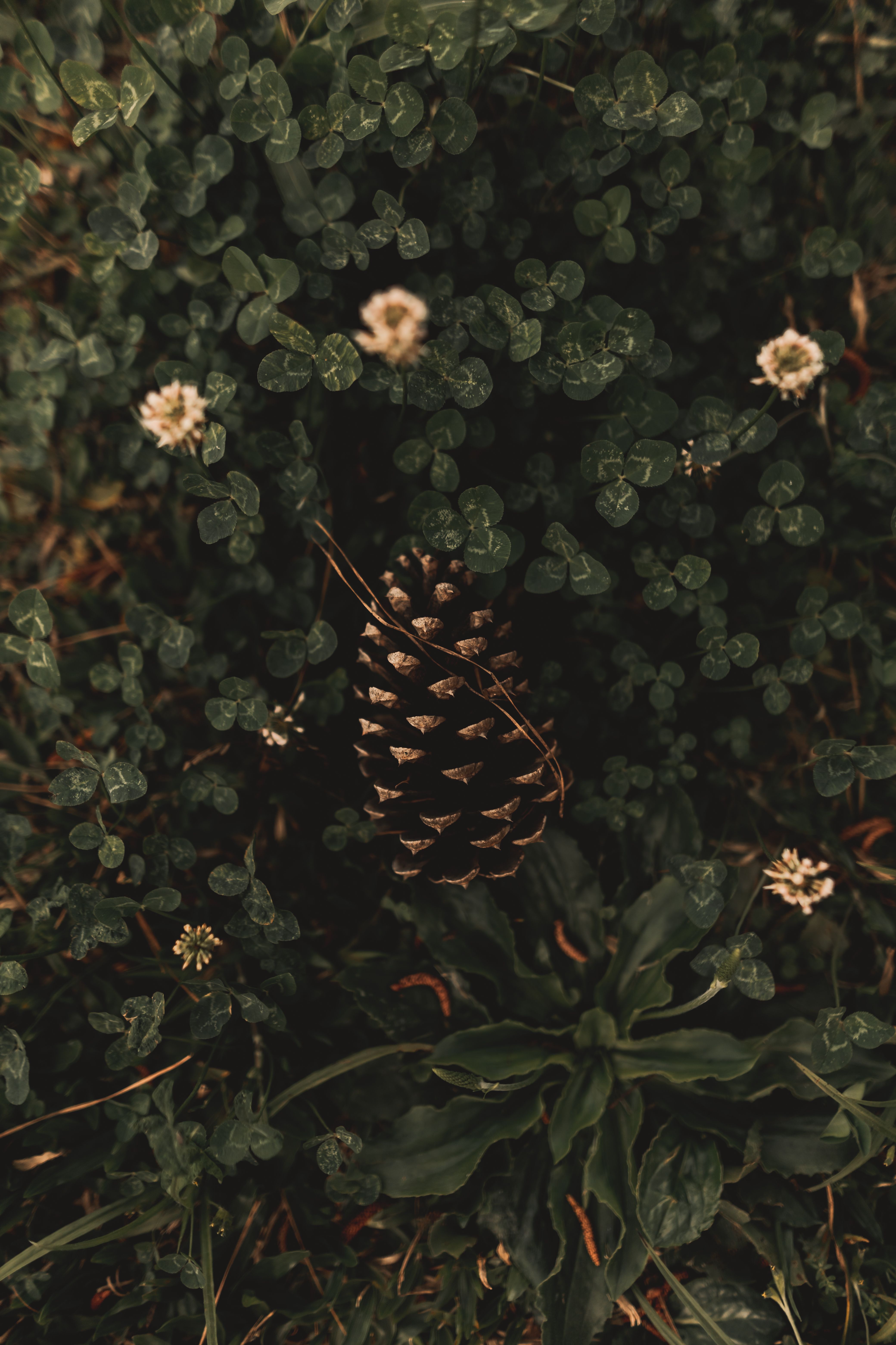 Pine Cone on Clover Field, Nature Close-up · Free Stock Photo