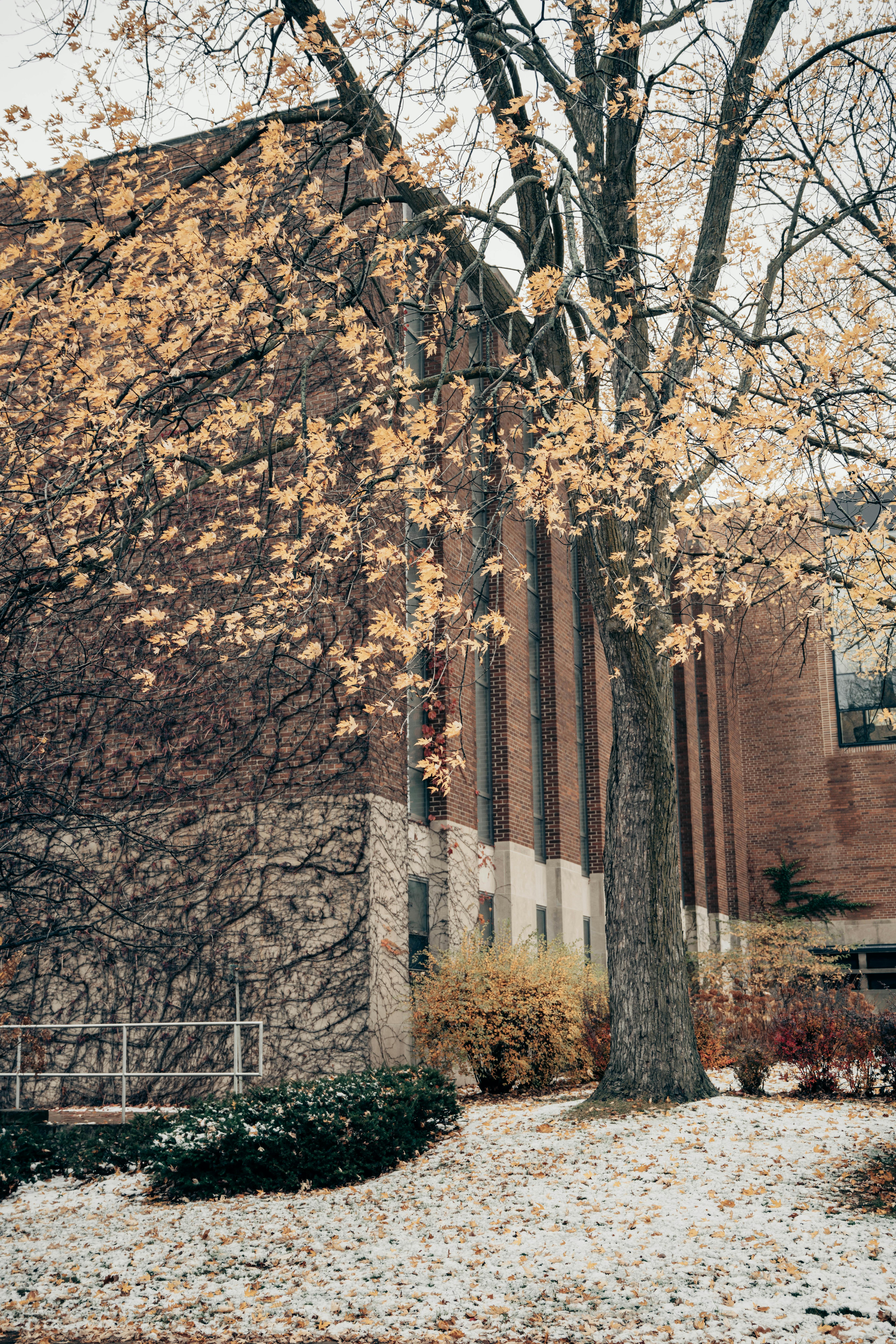 Autumn Leaves and Brick Building in Milwaukee · Free Stock Photo