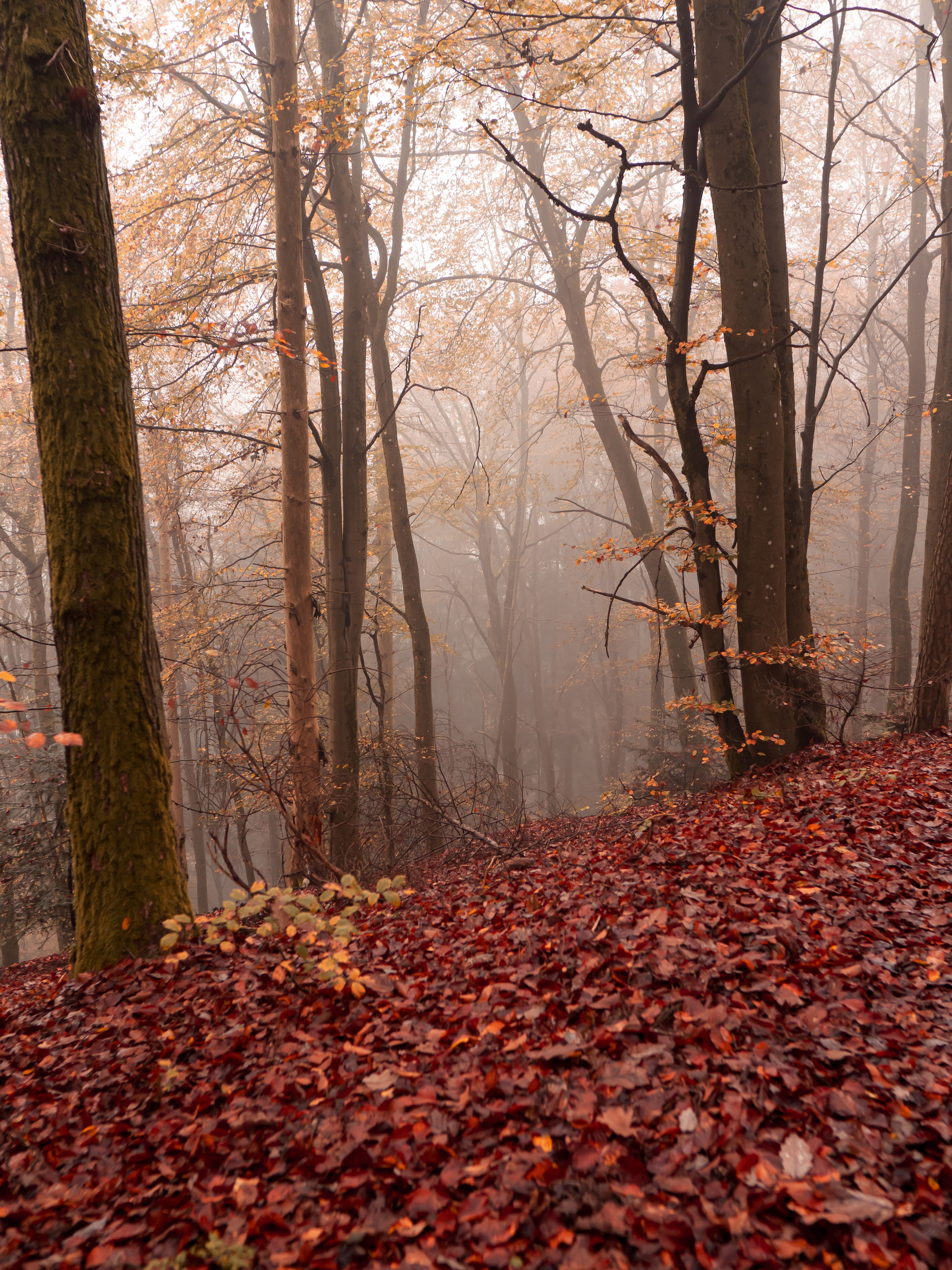 Misty Autumn Forest in Wilgartswiesen, Germany · Free Stock Photo