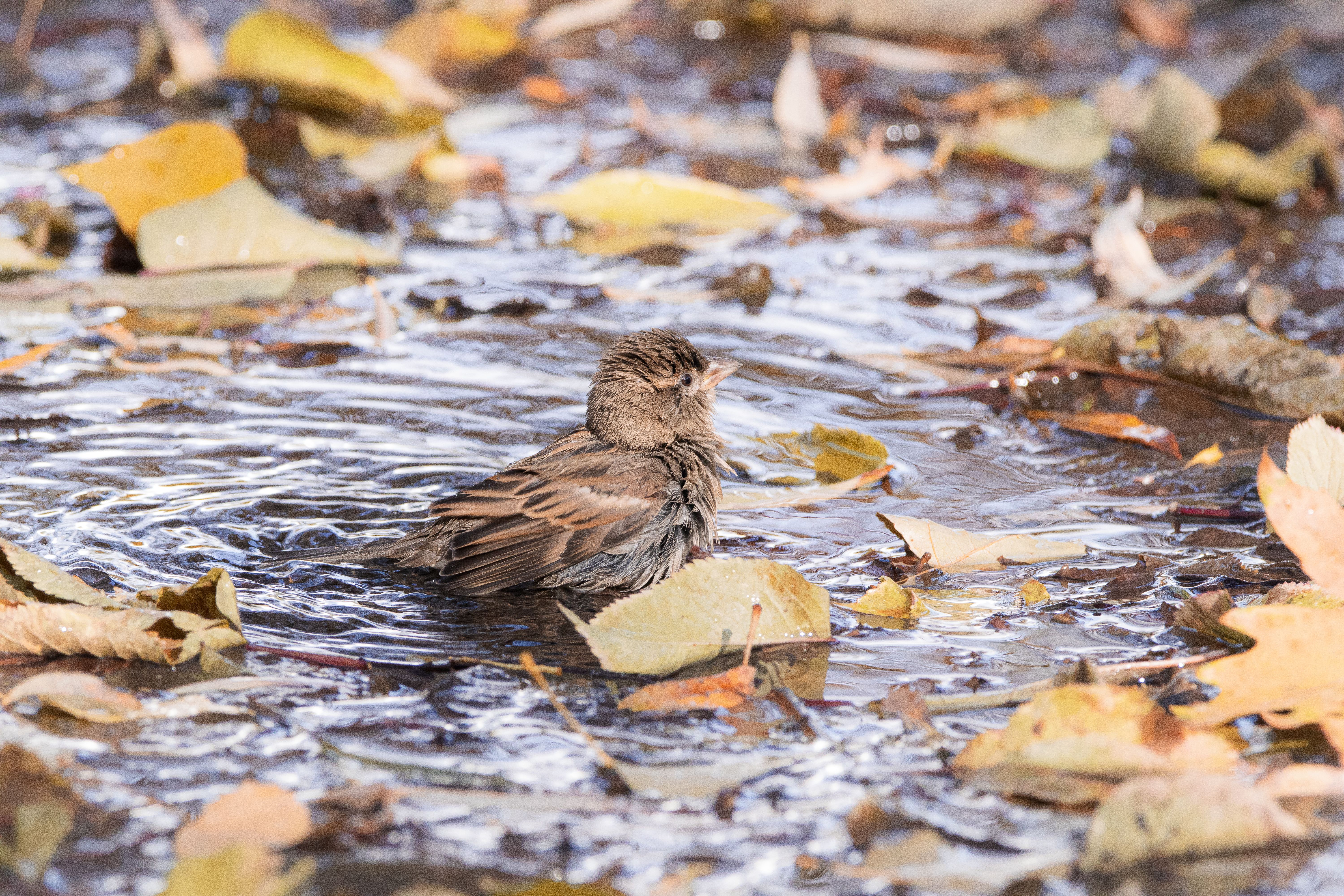 Sparrow Bathing in Autumn Leaves · Free Stock Photo