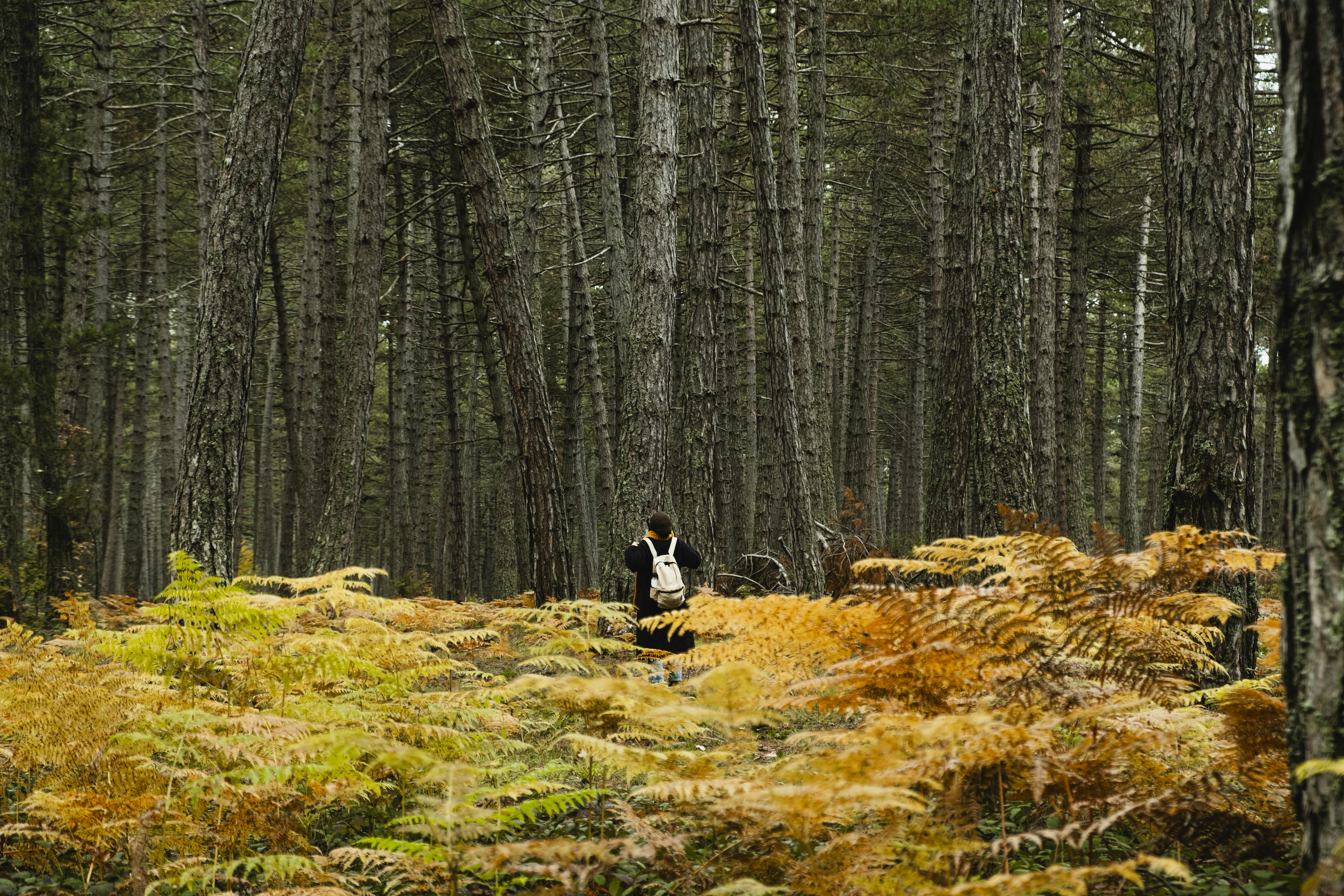 Person Exploring Autumn Forest with Backpack · Free Stock Photo