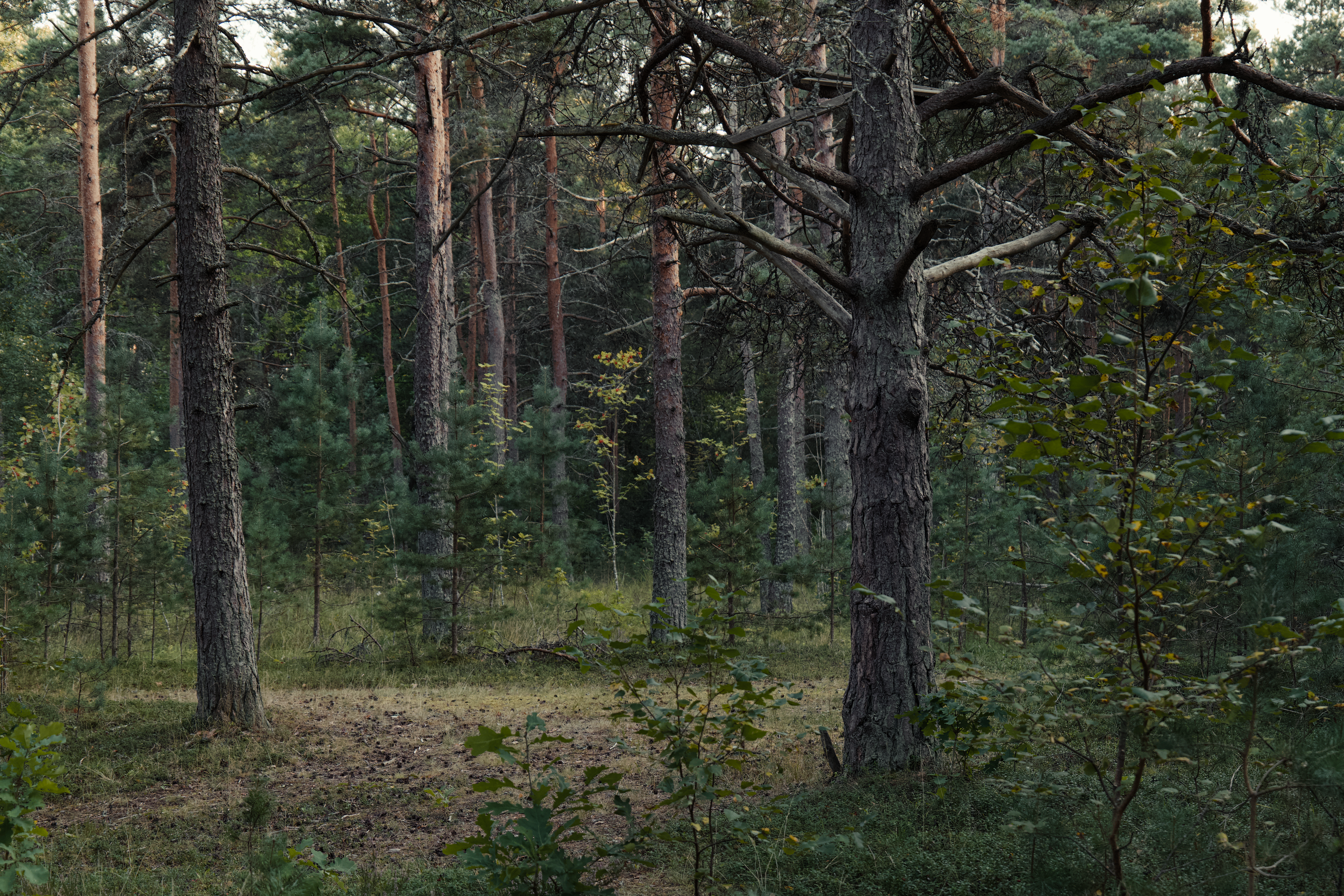 Tranquil Forest Scene with Pine Trees and Foliage · Free Stock Photo