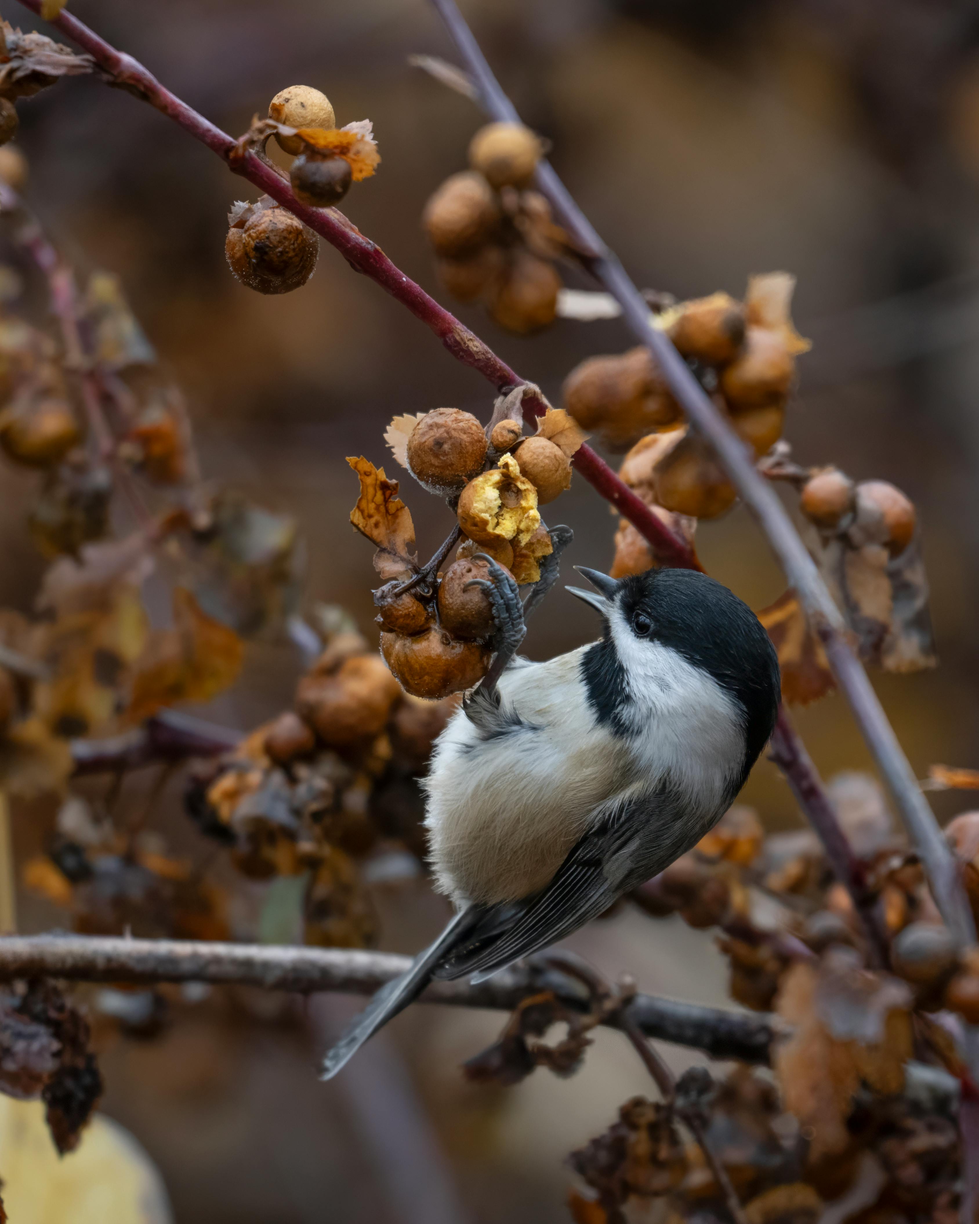 Black-capped Chickadee Feeding on Winter Berries · Free Stock Photo