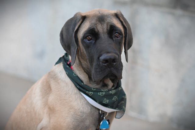 Zorba the Mastiff Dog: Gentle Giant Breed Insights