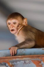 Monkey Rizz Photos, Download The BEST Free Monkey Rizz Stock Photos ...