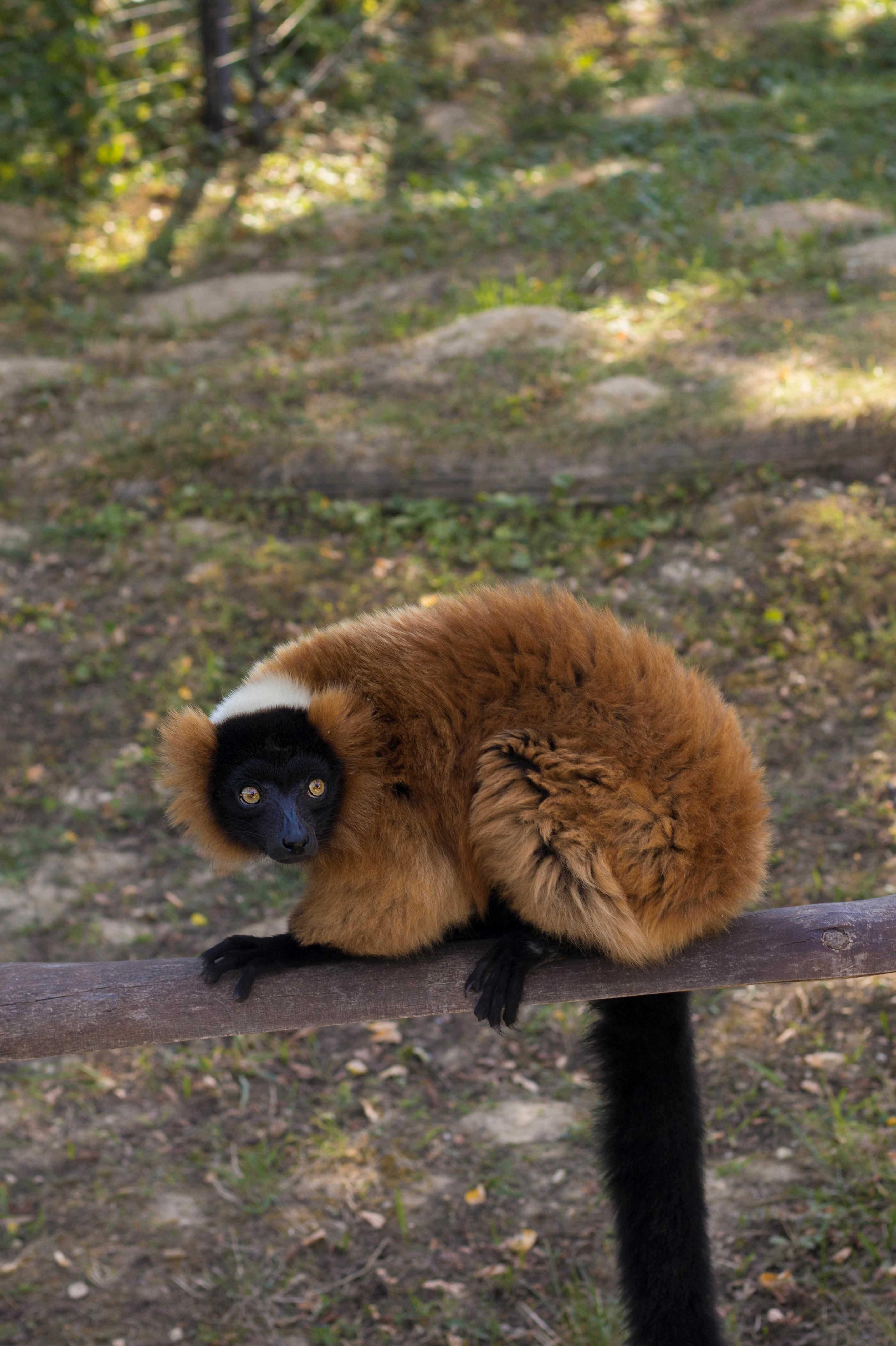 Red Ruffed Lemur Perched on Branch Outdoors · Free Stock Photo