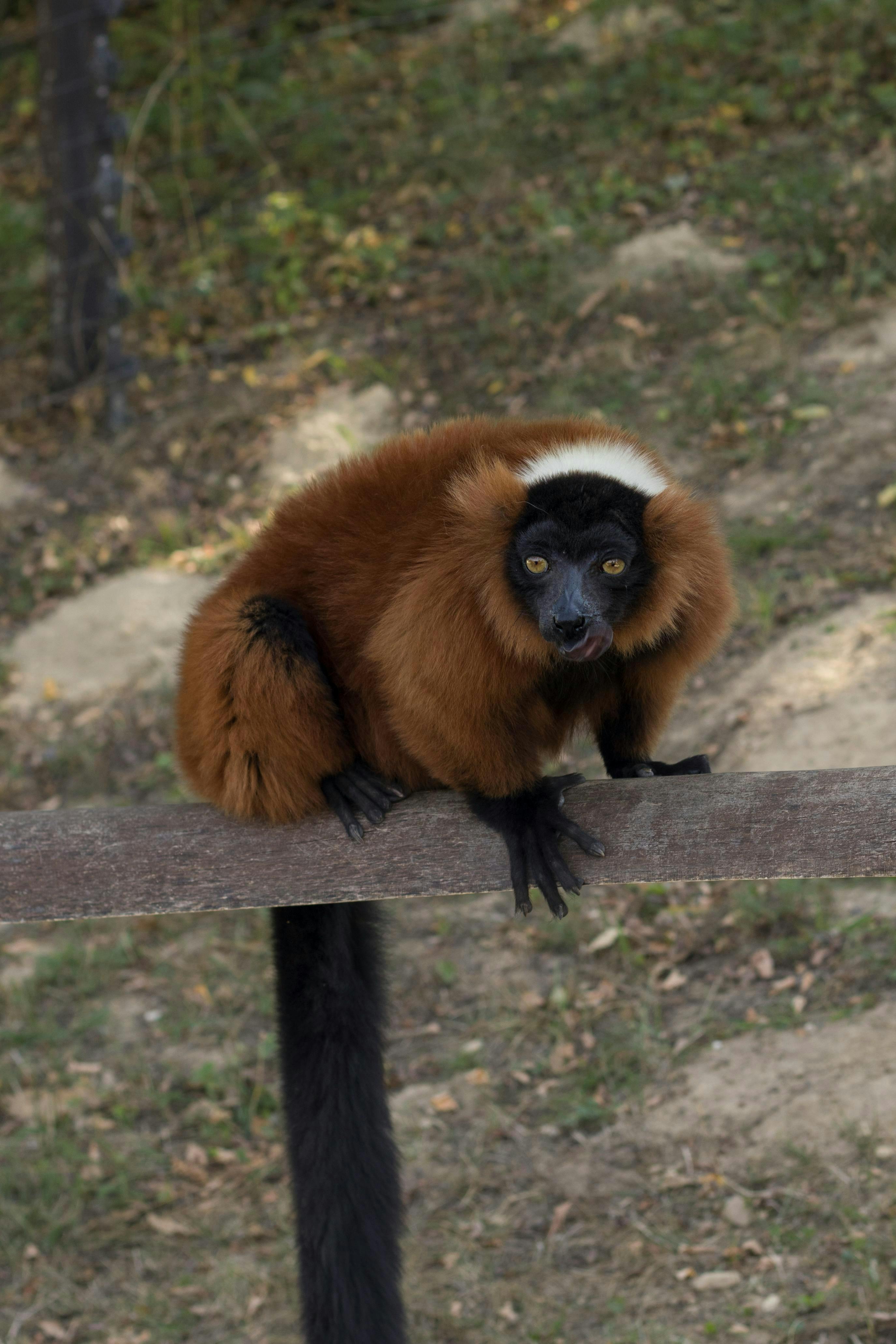 Red Ruff Lemur Resting on Wooden Beam · Free Stock Photo