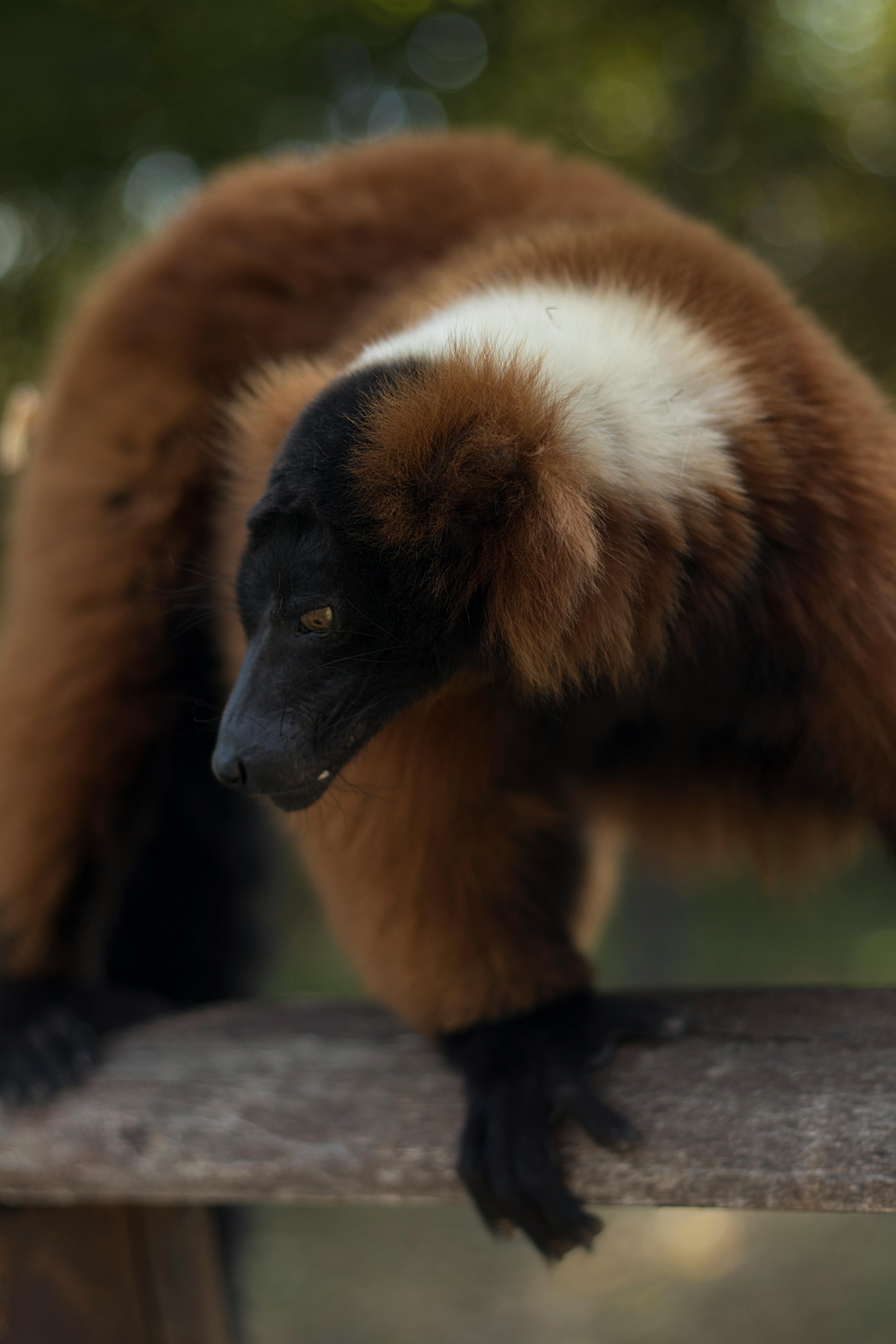 Captivating Portrait of a Red Ruffed Lemur in Nature · Free Stock Photo