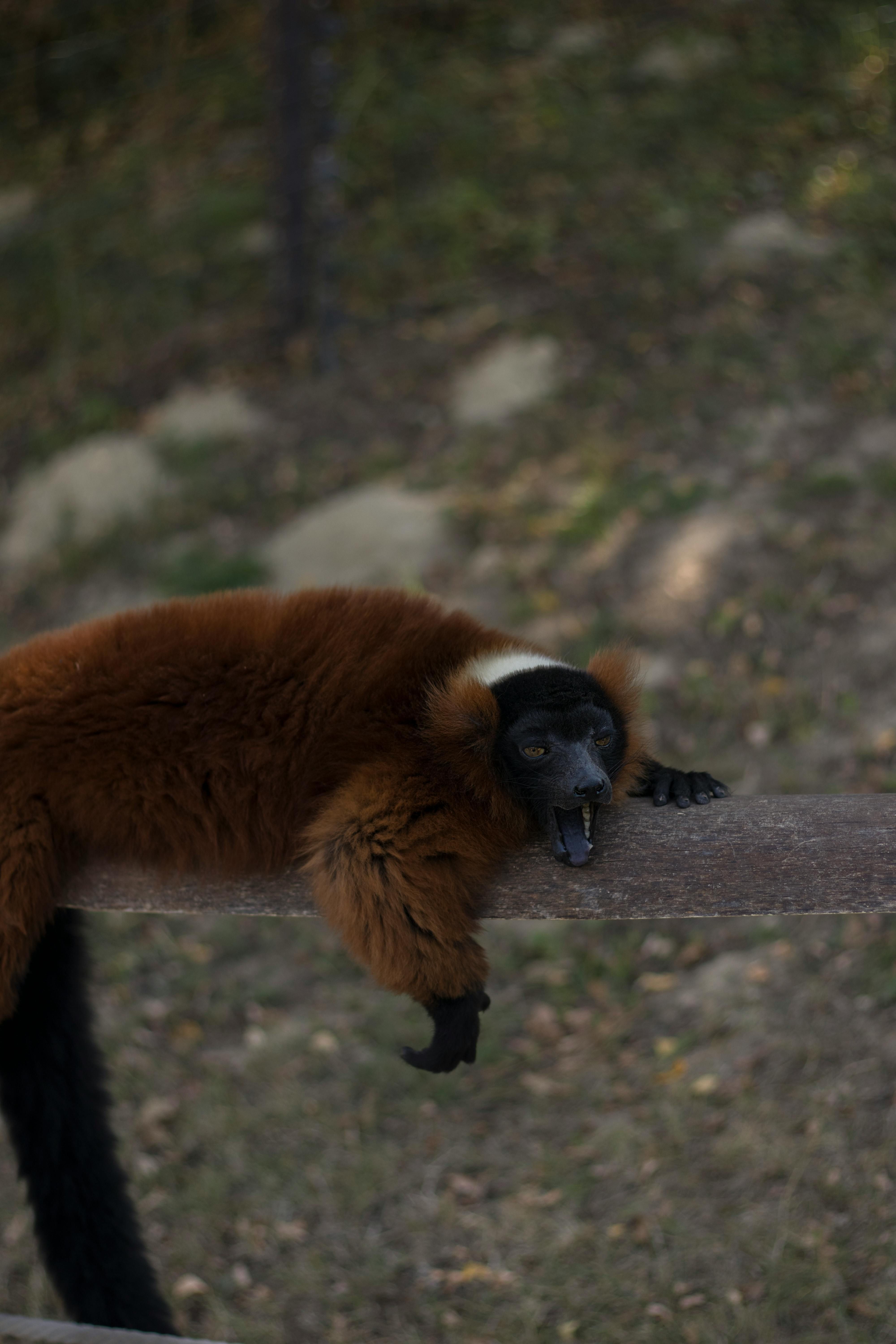 Relaxed Red Ruffed Lemur Lounging Outdoors · Free Stock Photo