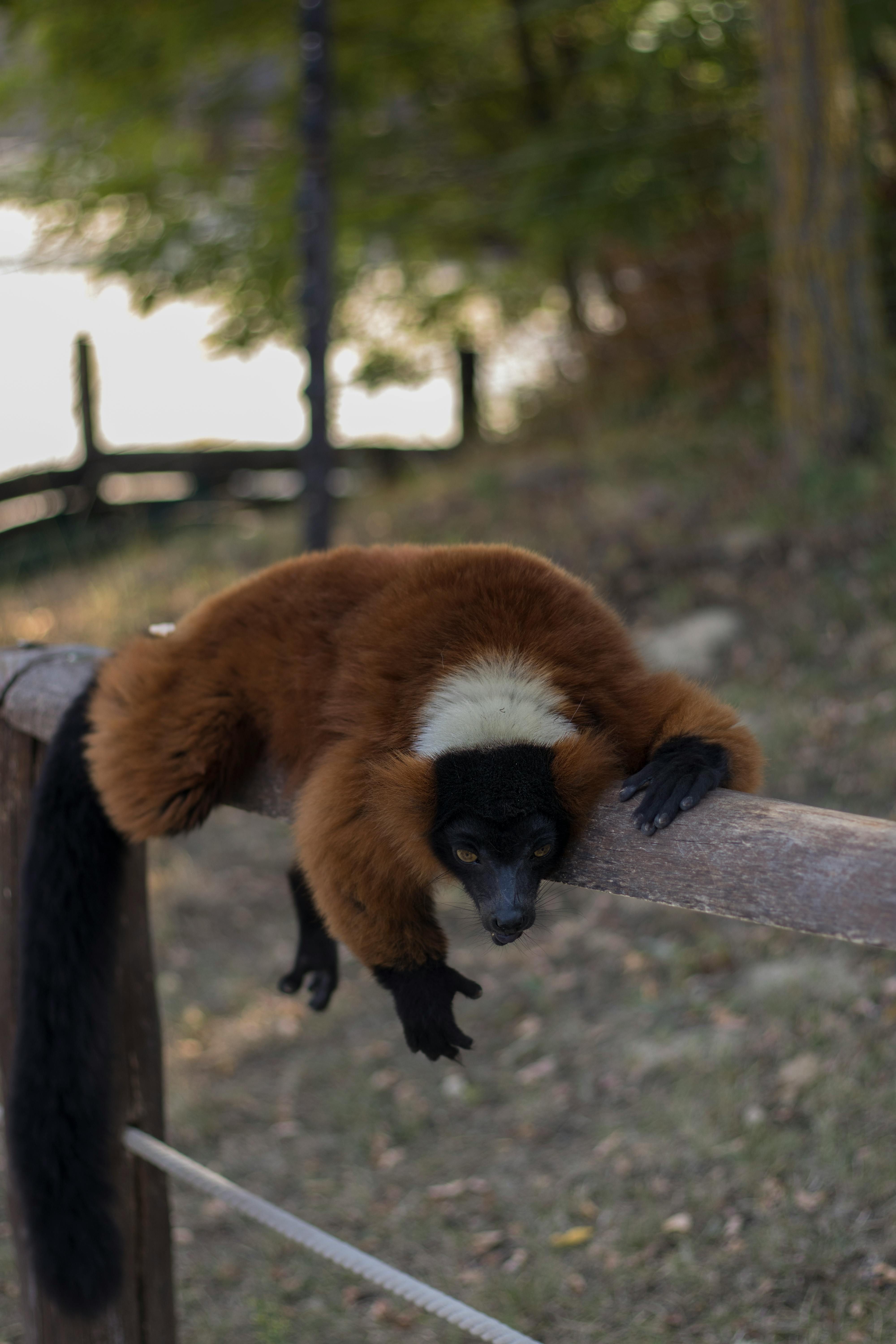 Resting Red Ruffed Lemur Relaxing on a Wooden Beam · Free Stock Photo