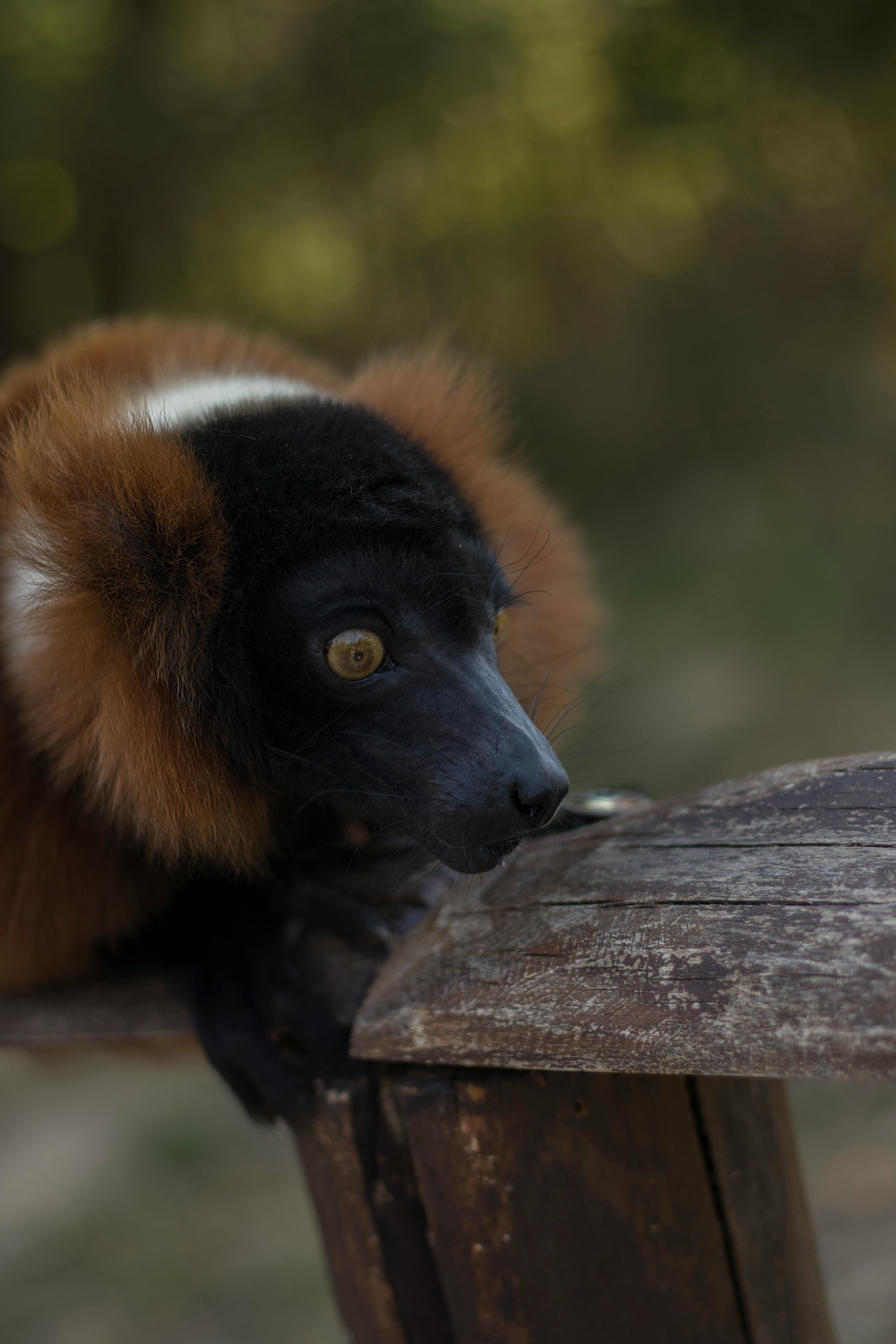 Red Ruffed Lemur on a Wooden Surface Close-Up · Free Stock Photo