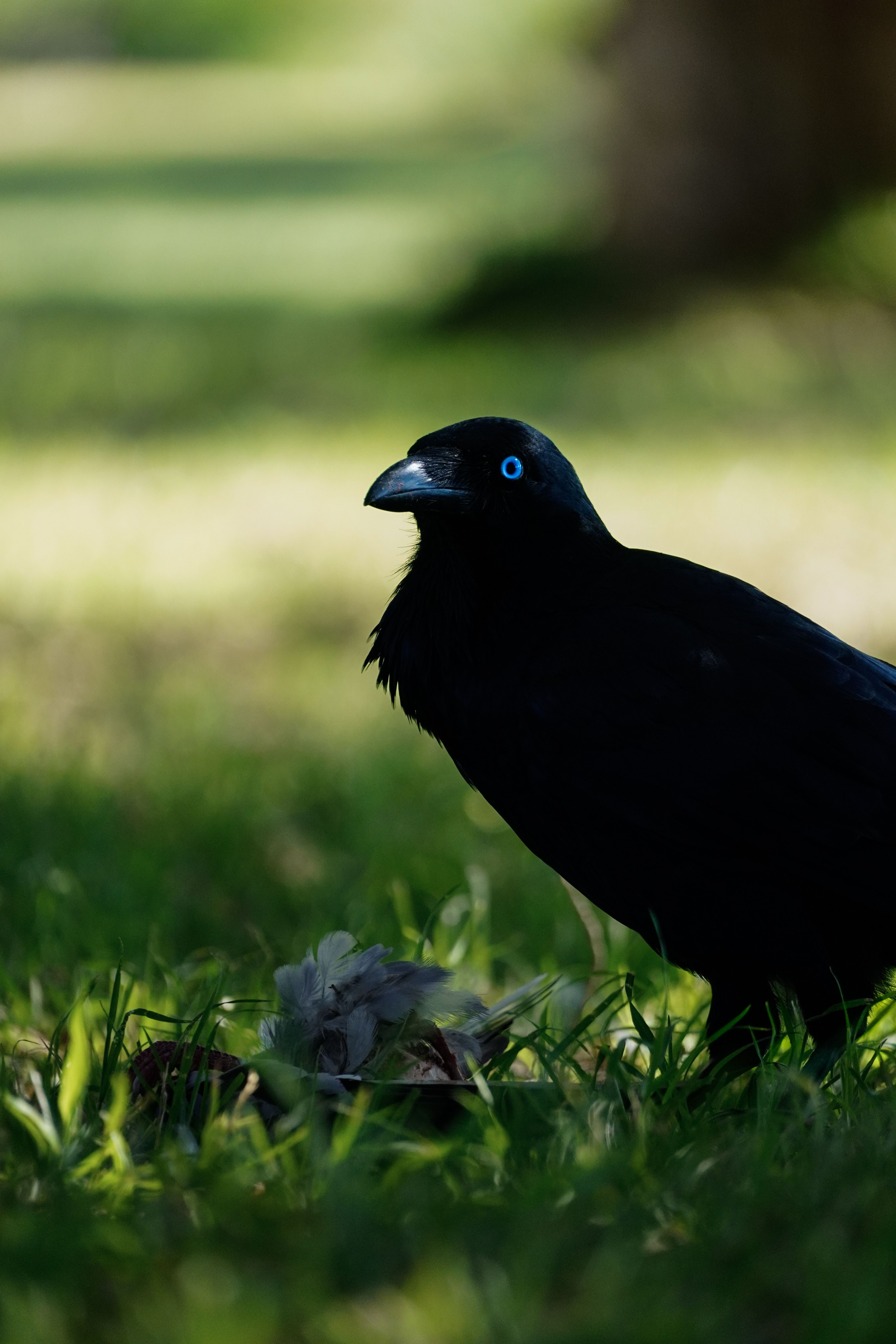 Satin Bowerbird in Natural Habitat Close-Up · Free Stock Photo