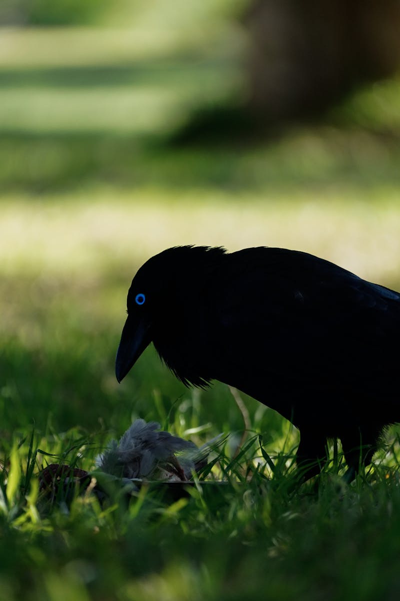 Raven Bird Photos, Download The BEST Free Raven Bird Stock Photos & HD ...