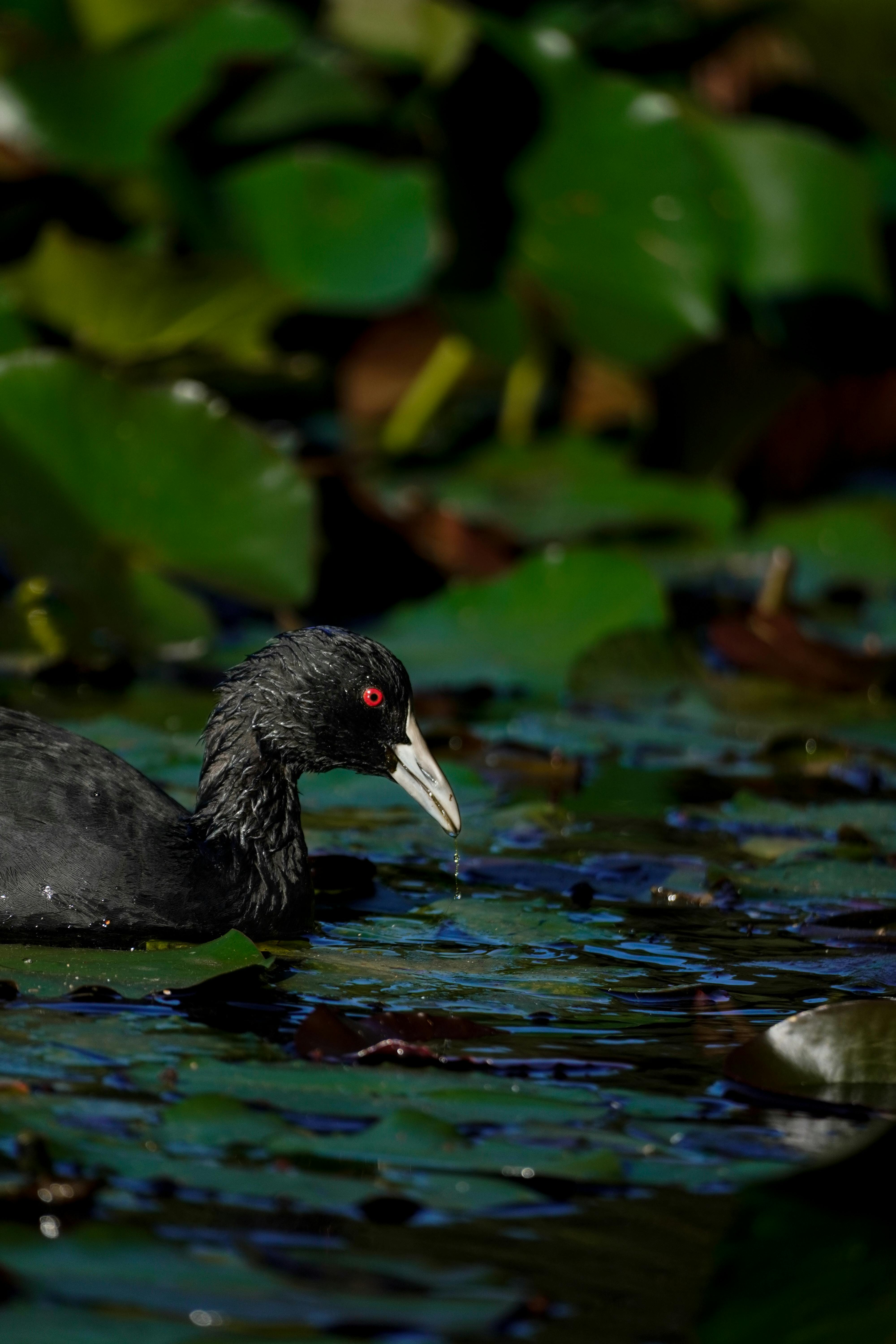 Black Waterbird Swimming in Lush Pond · Free Stock Photo