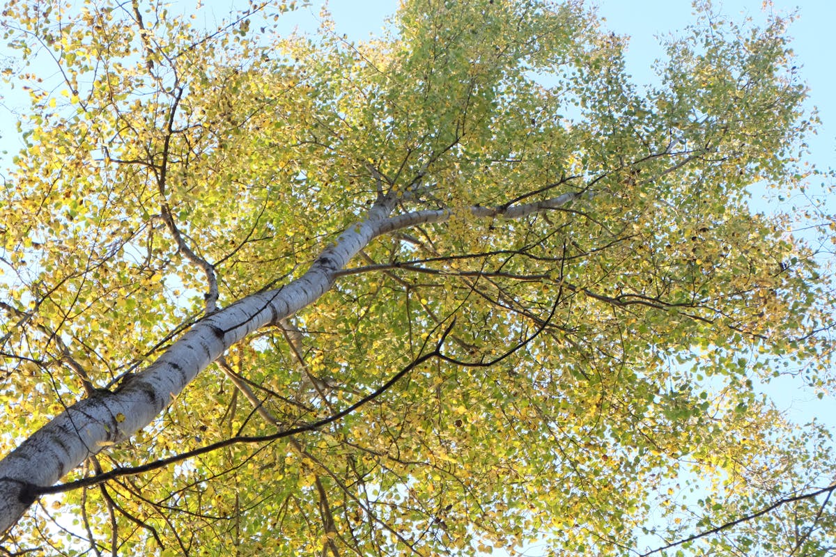 Birch Tree Photos, Download The BEST Free Birch Tree Stock Photos & HD ...