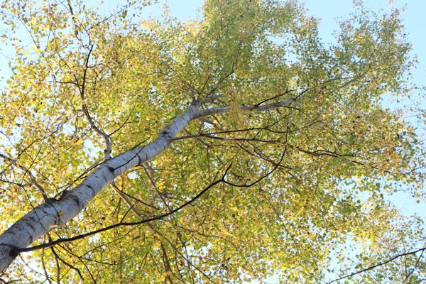 Birch Tree Photos, Download The BEST Free Birch Tree Stock Photos & HD ...