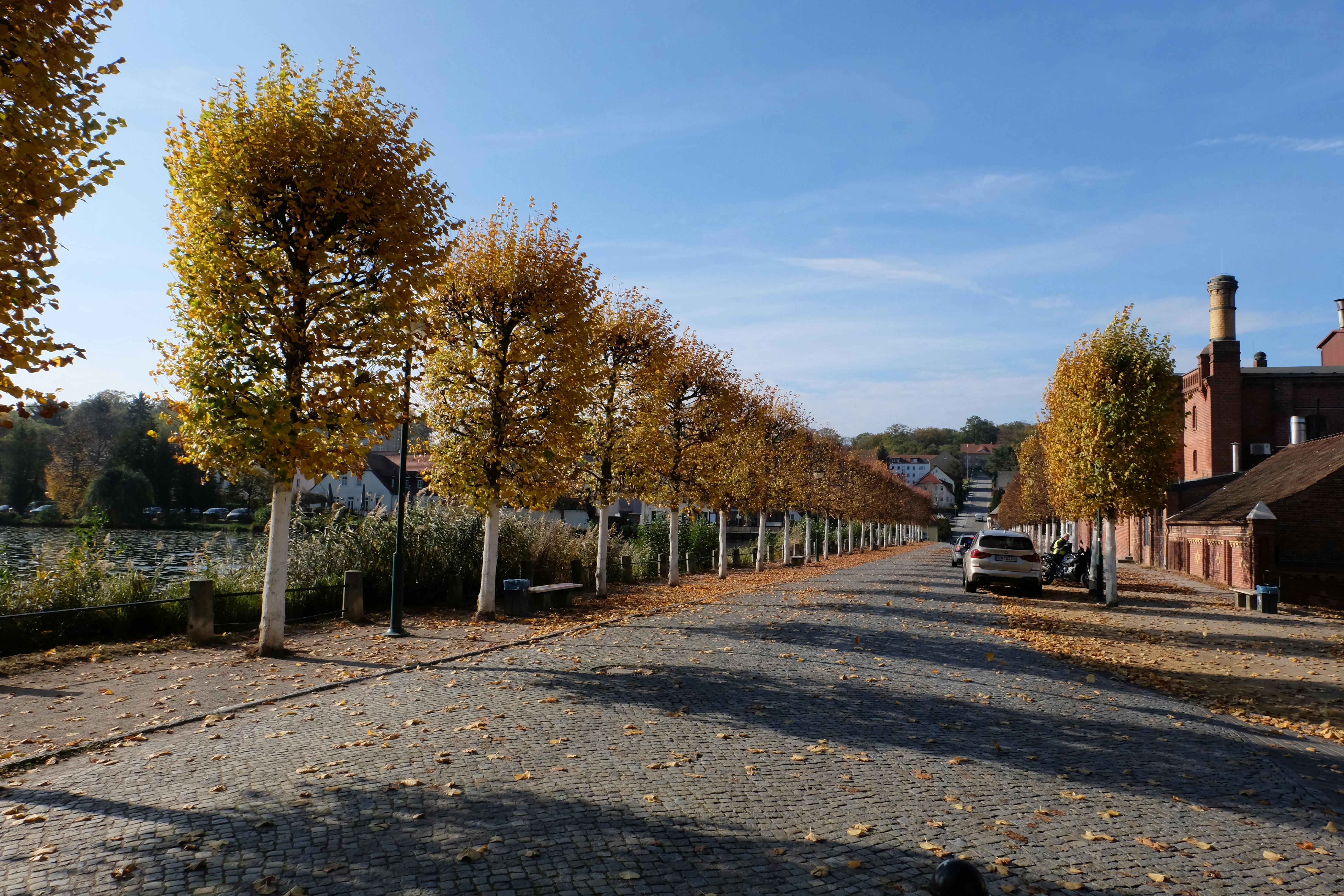 Tree Line Photos, Download The BEST Free Tree Line Stock Photos & HD Images