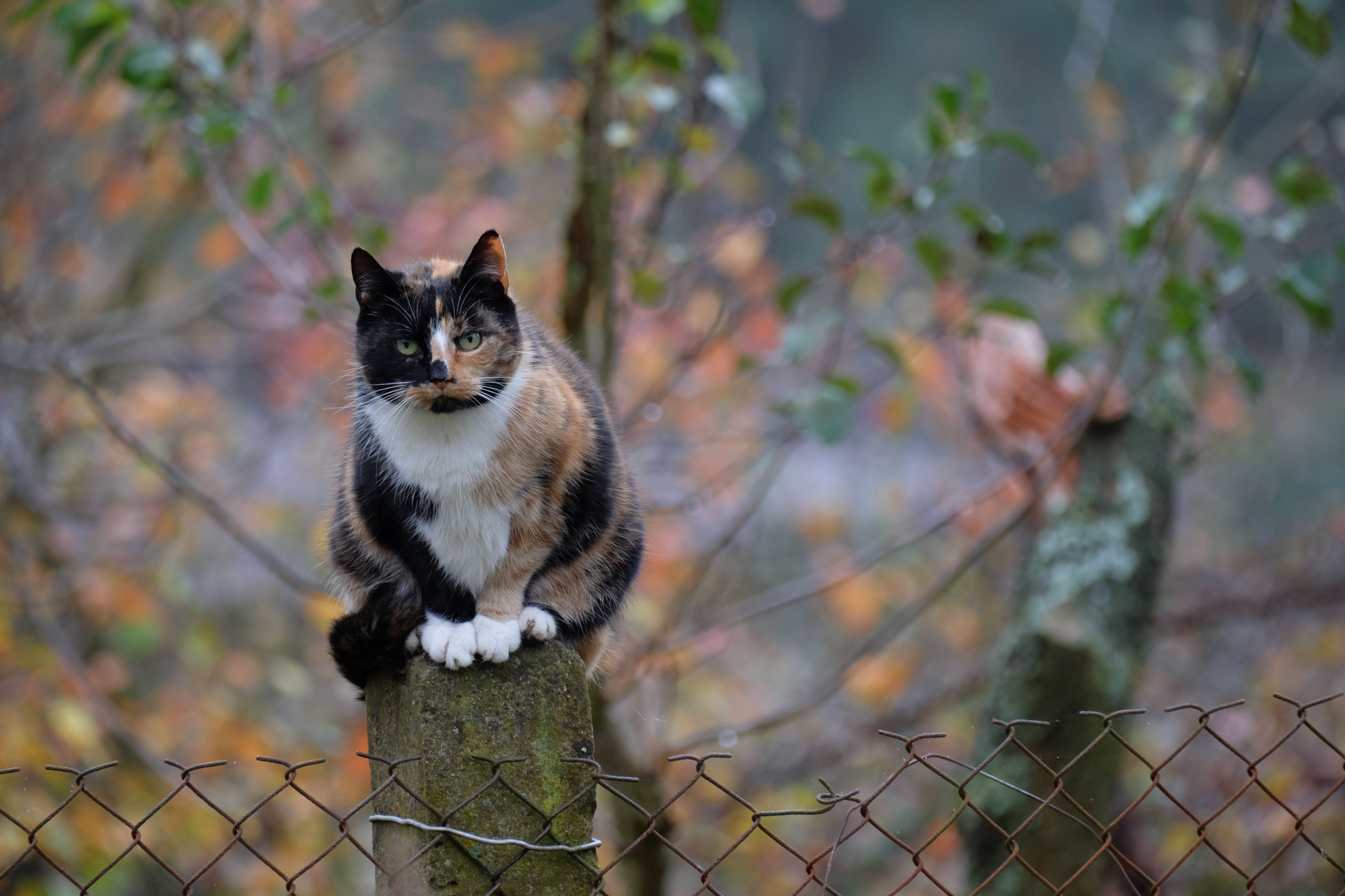 Chat Calico Perché Sur Une Clôture De Jardin En Automne · Photo gratuite