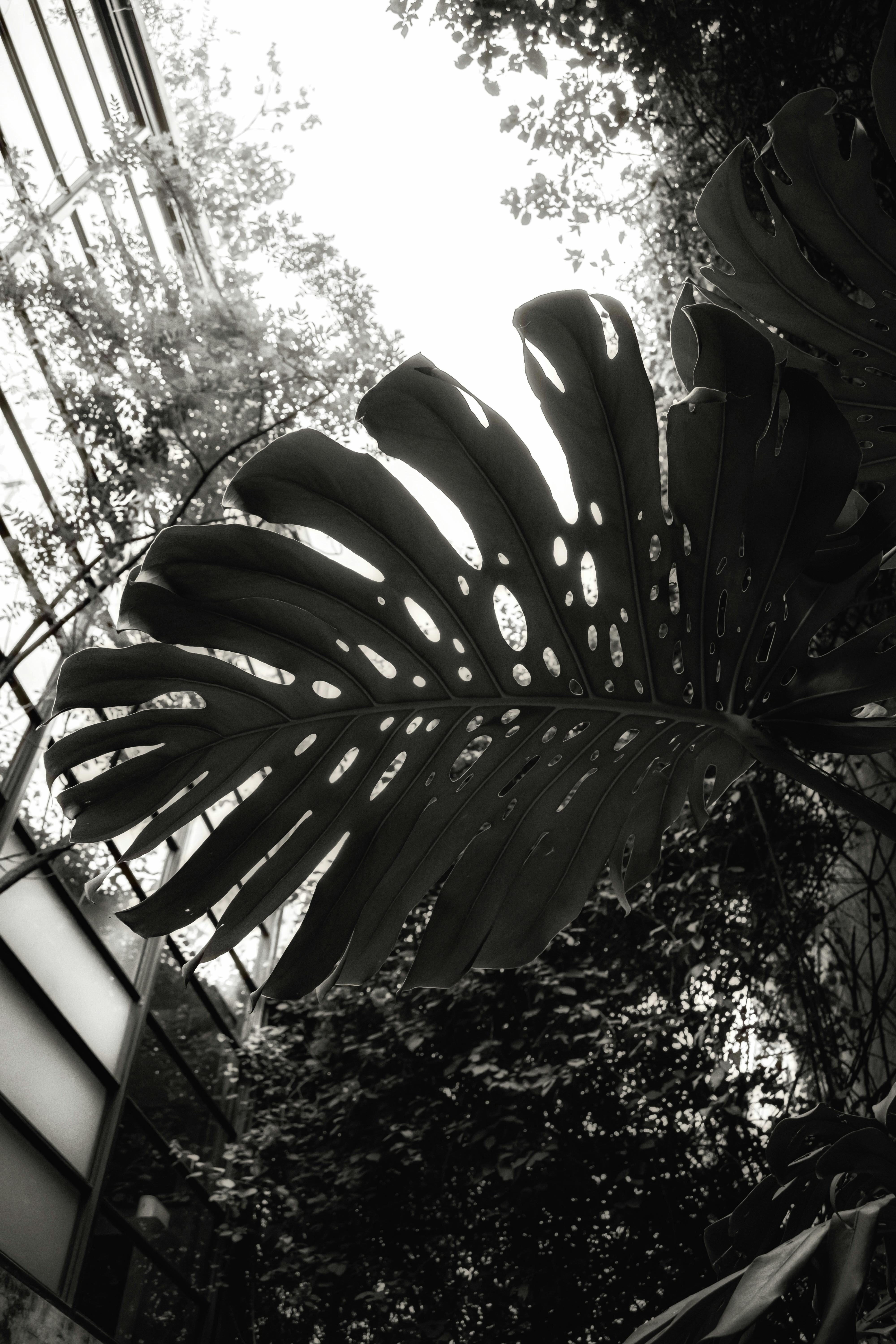 Dramatic Monstera Leaf in Urban Jungle Setting · Free Stock Photo