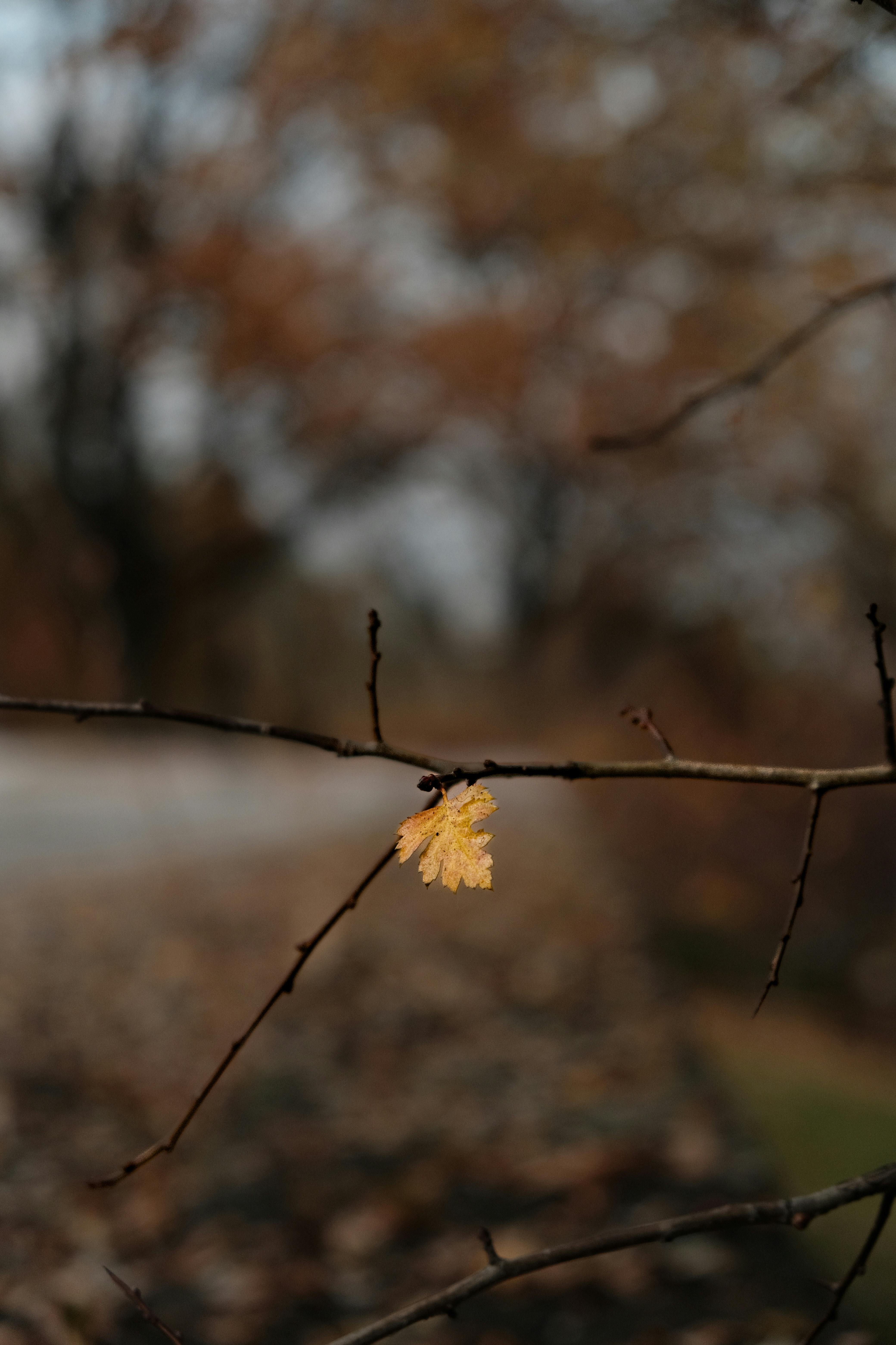 Photography of Tree Branch · Free Stock Photo