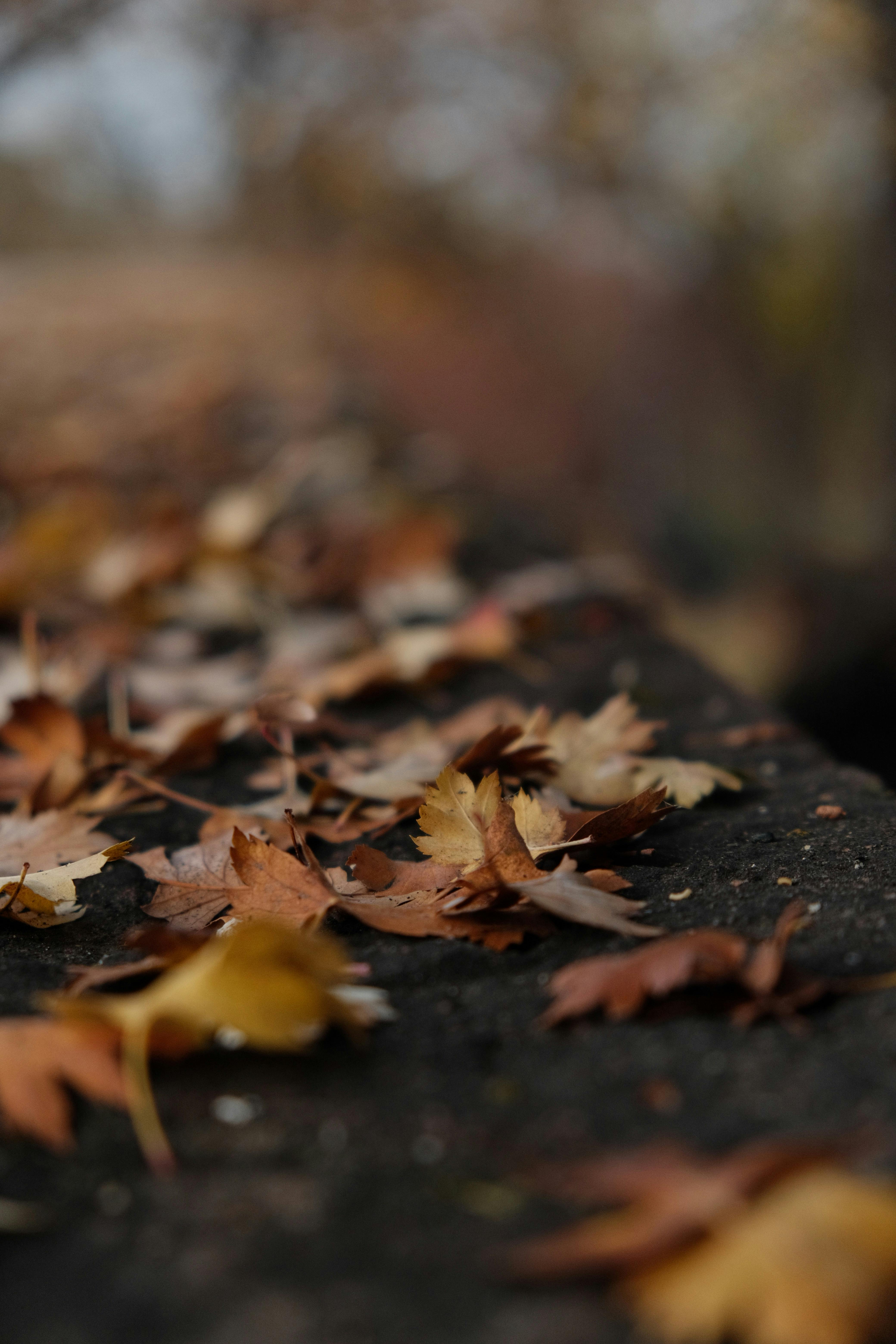 Close-Up Photo of Fallen Leaves · Free Stock Photo