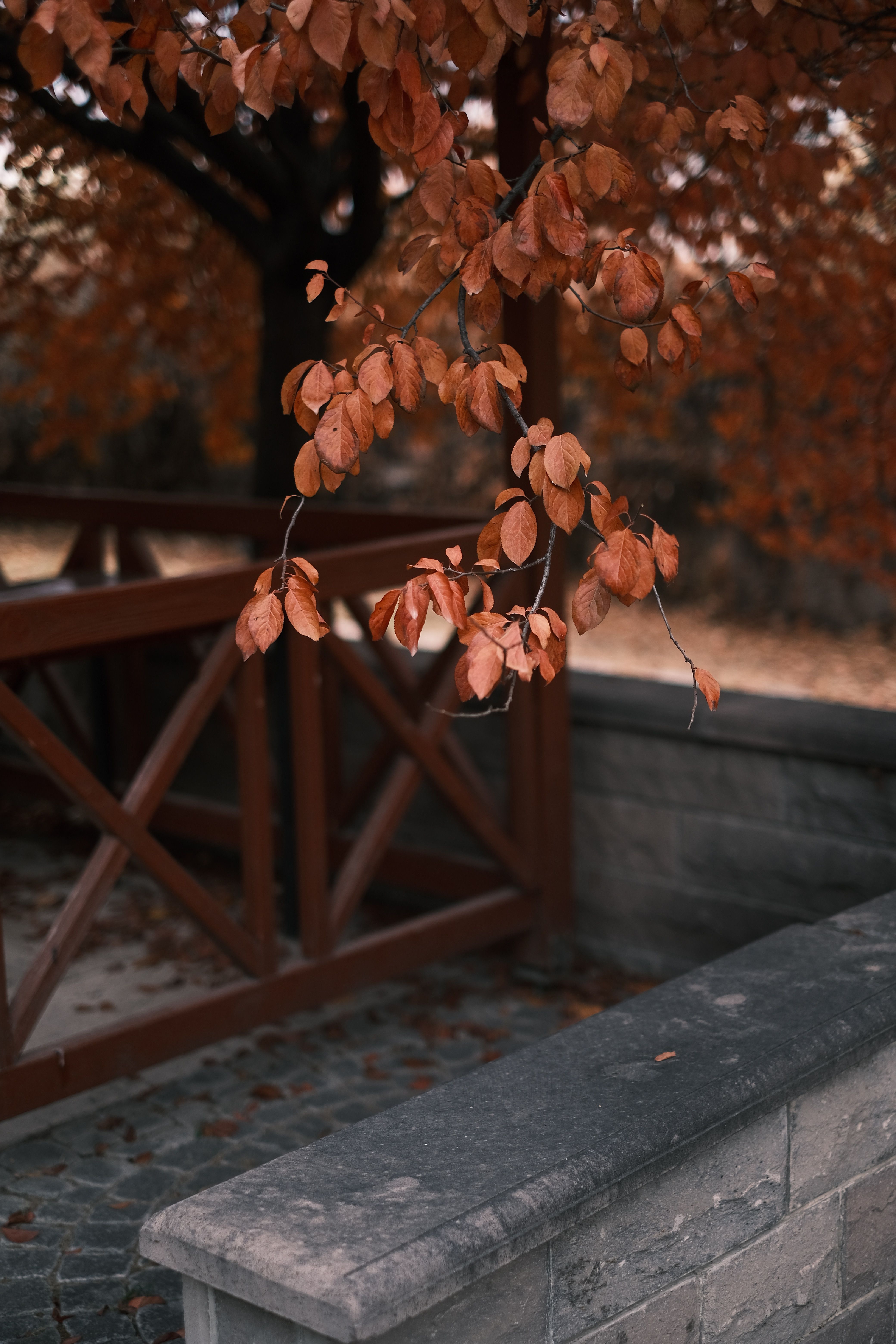 Autumn Leaves Hanging Over Rustic Park Fence · Free Stock Photo