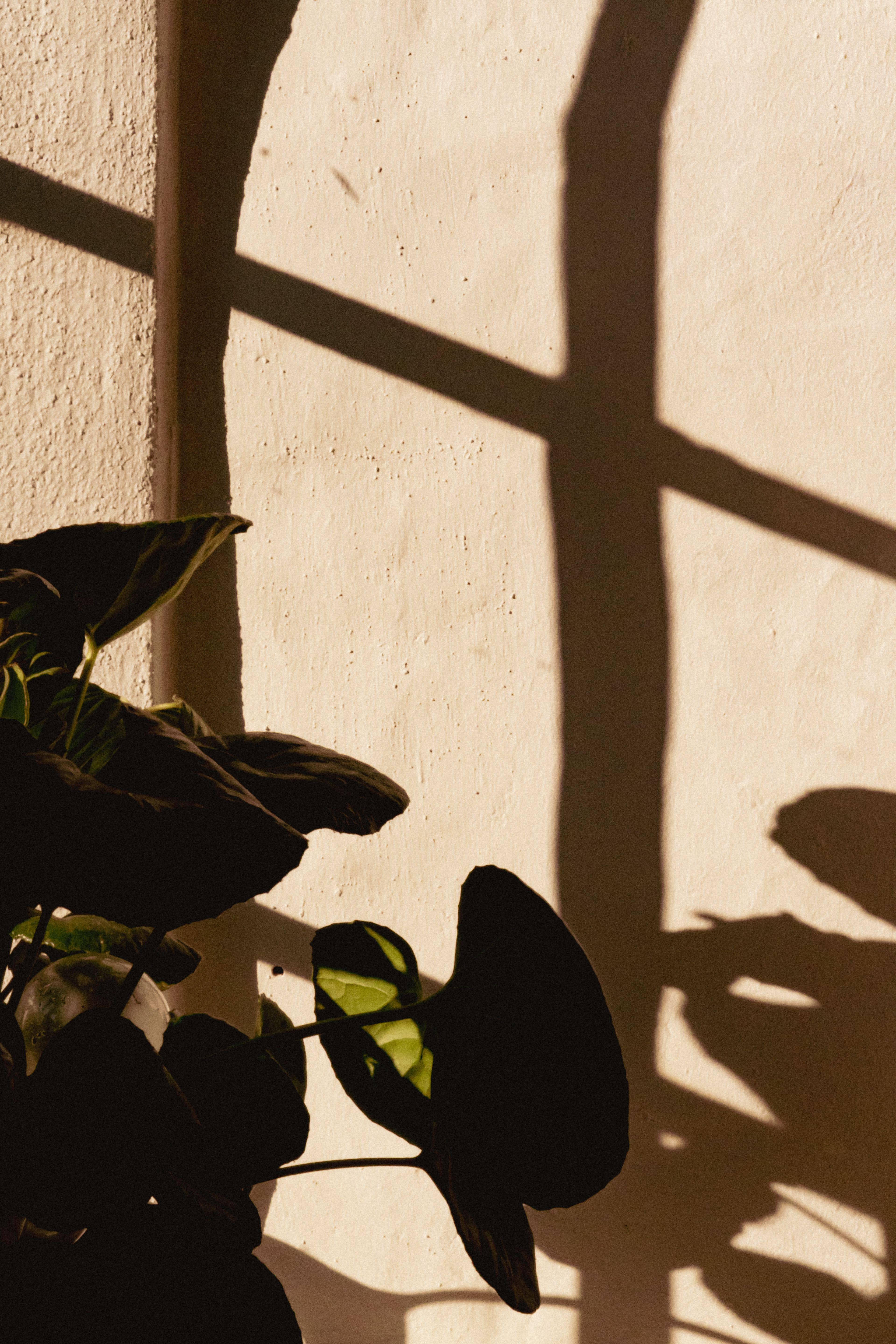 Elegant Plant Shadow on Sunlit Wall · Free Stock Photo