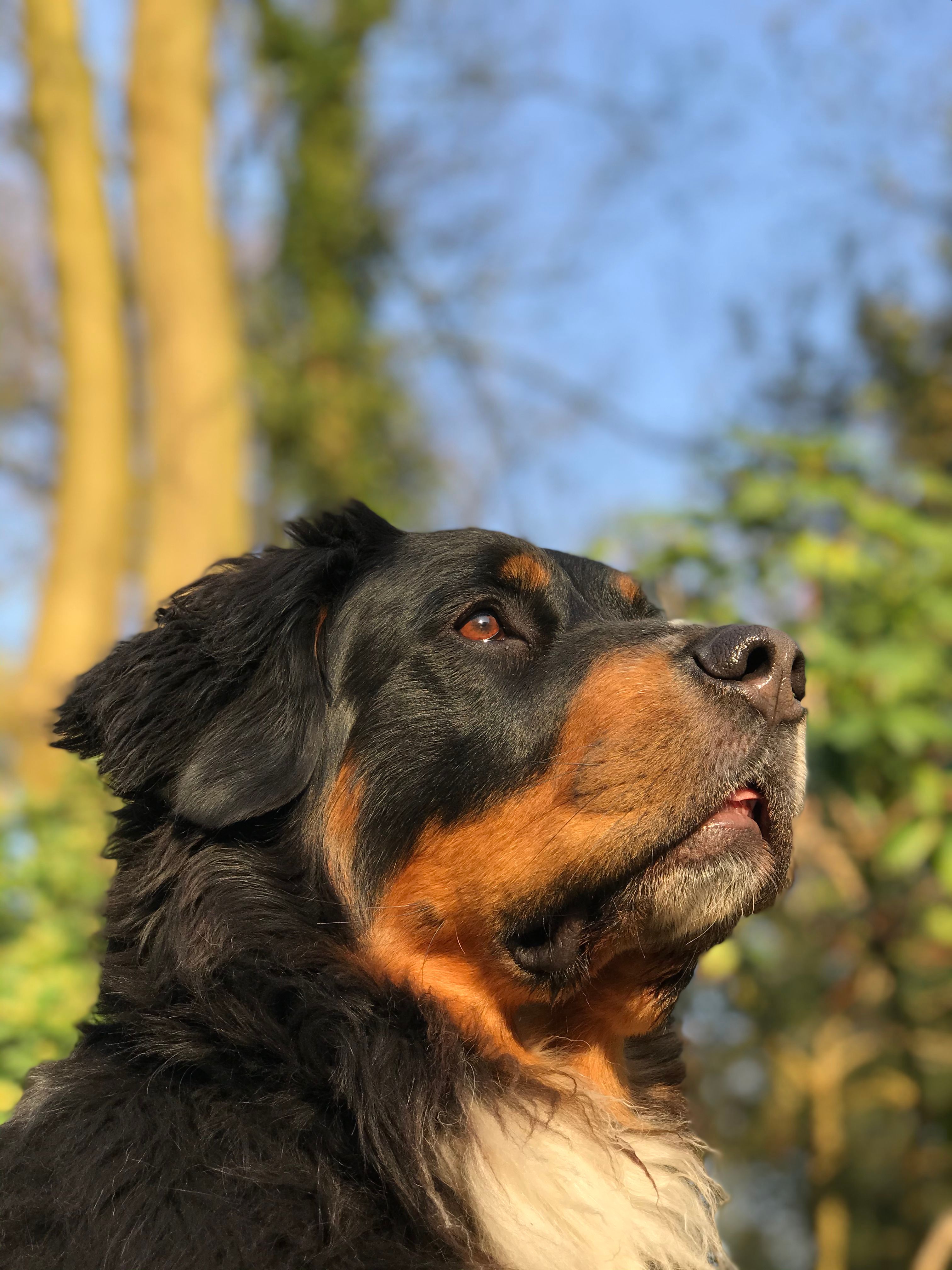 Bernese Mountain Dog Portrait in Natural Setting · Free Stock Photo